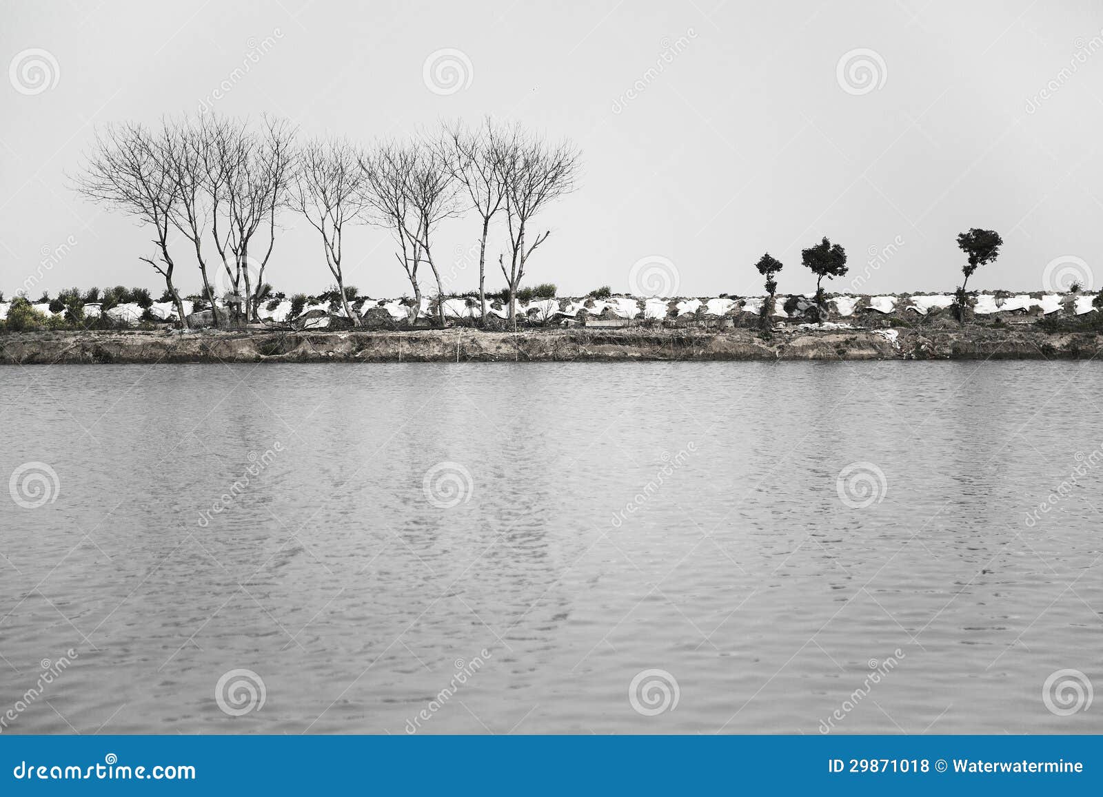 Trees on the Riverbank stock photo. Image of hope, field - 29871018