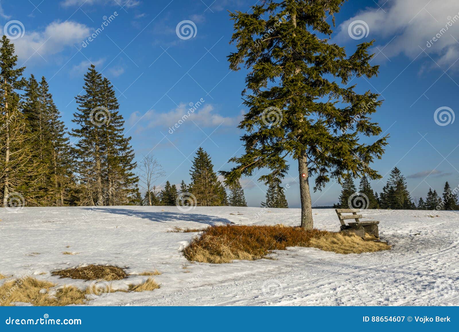 Spring is coming stock image. Image of forest, pasture - 88654607