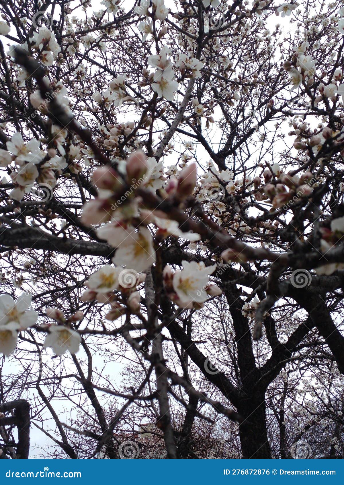 Spring is Coming, White Flowers on Trees Stock Photo - Image of spring ...