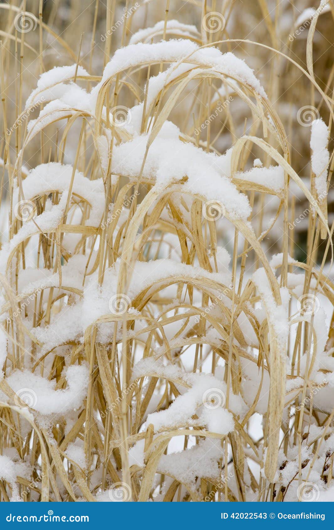 Spring is coming stock image. Image of cold, rural, nature - 42022543