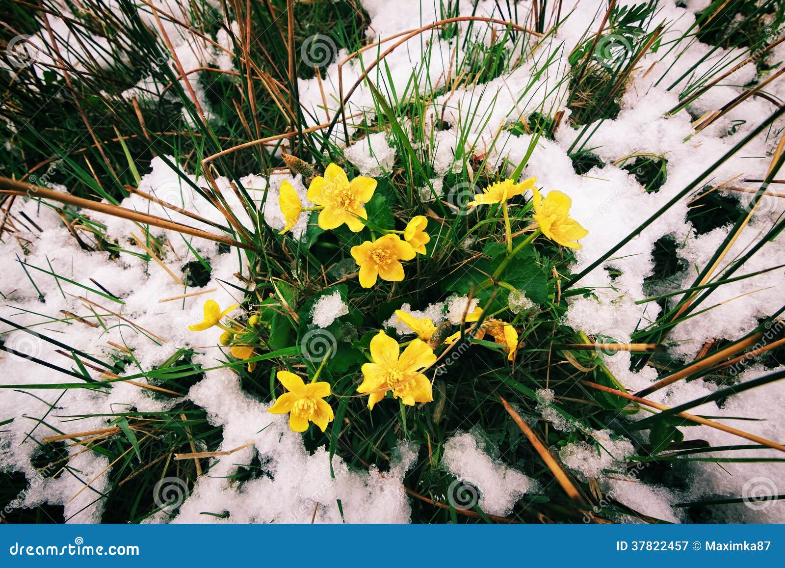Spring is Coming.Yellow Flowers and Snow. Stock Image - Image of ...
