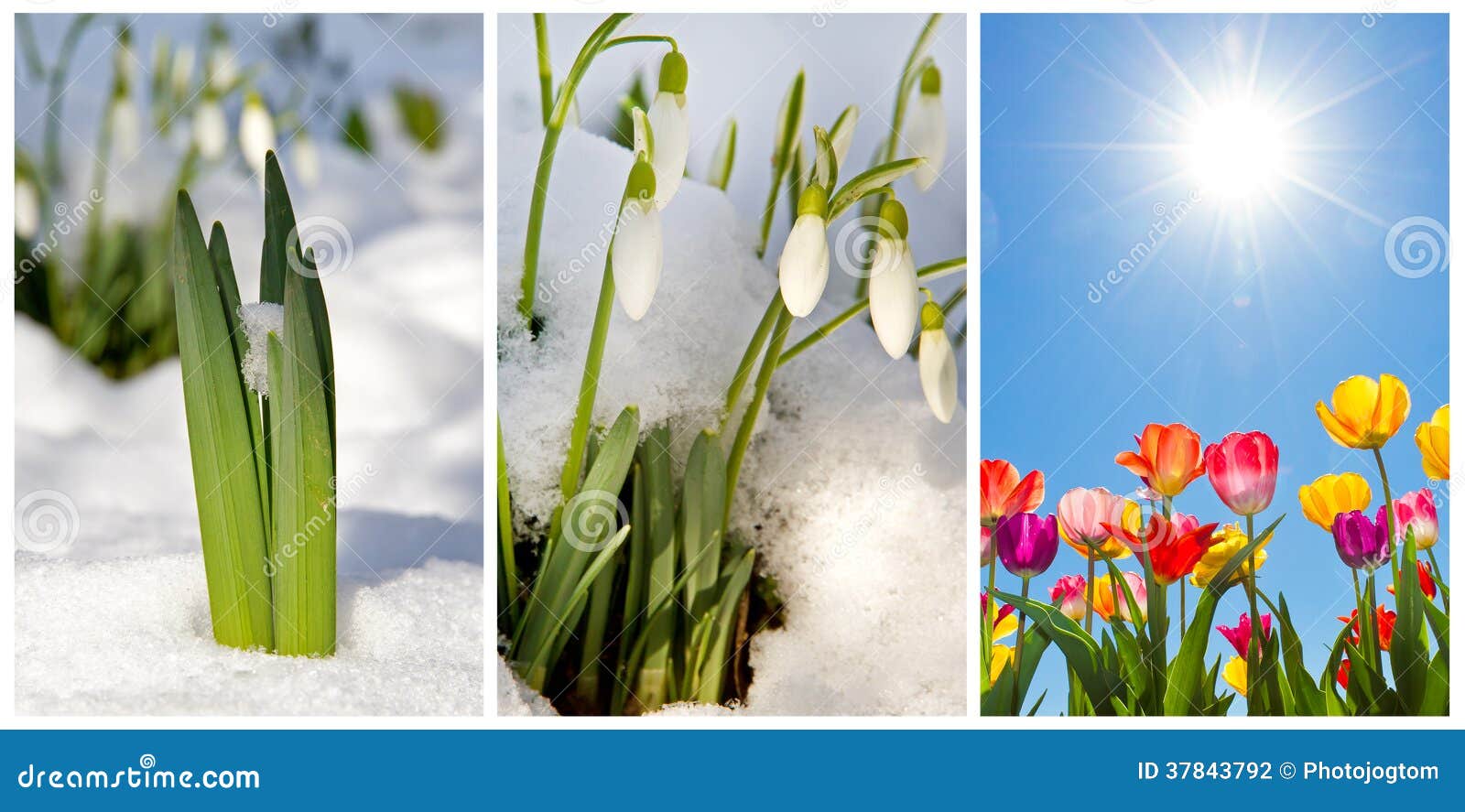 Spring is comming stock photo. Image of colorful, frost - 37843792