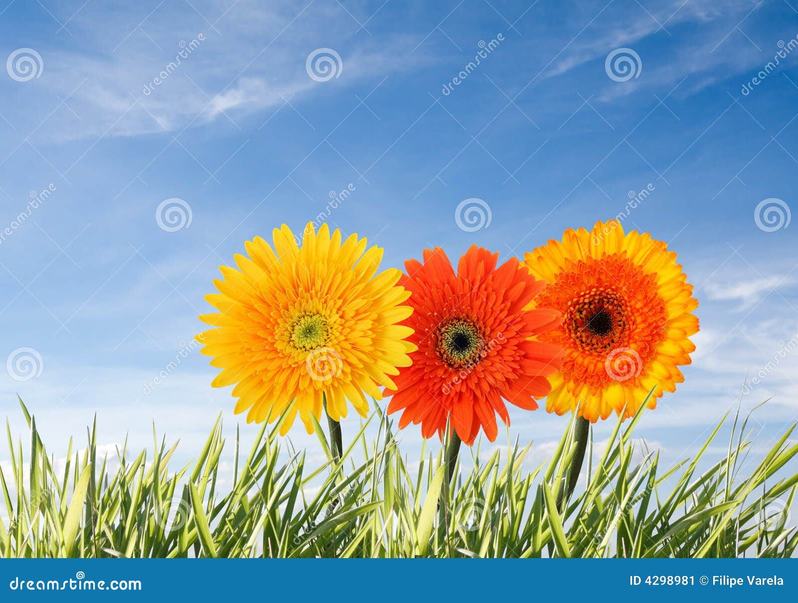 Spring concept stock image. Image of glorious, jolly, blue - 4298981