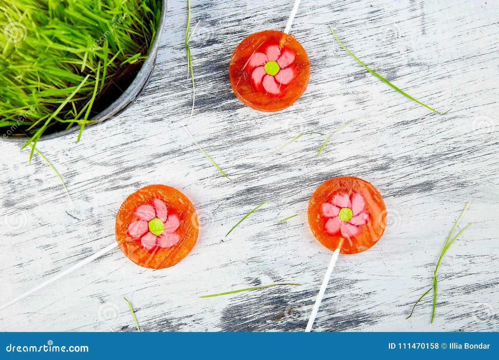 Lollipop Flower Pachystachys Lutea, Acanthaceae Spires Of Yellow Rocket ...