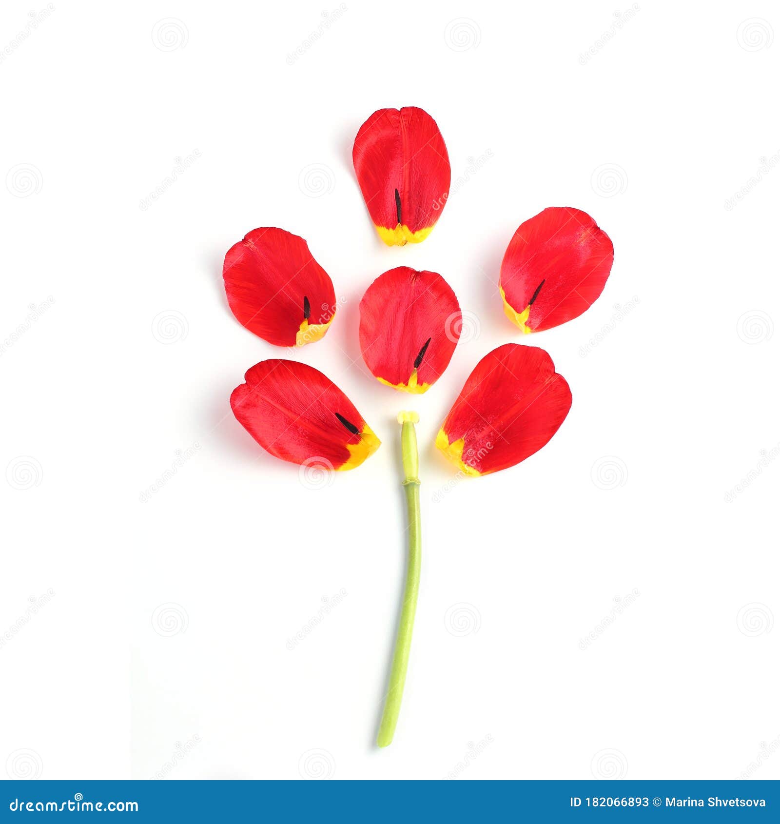 Spring Concept. Composition of Tulip Petals in the Form of a Flower on ...