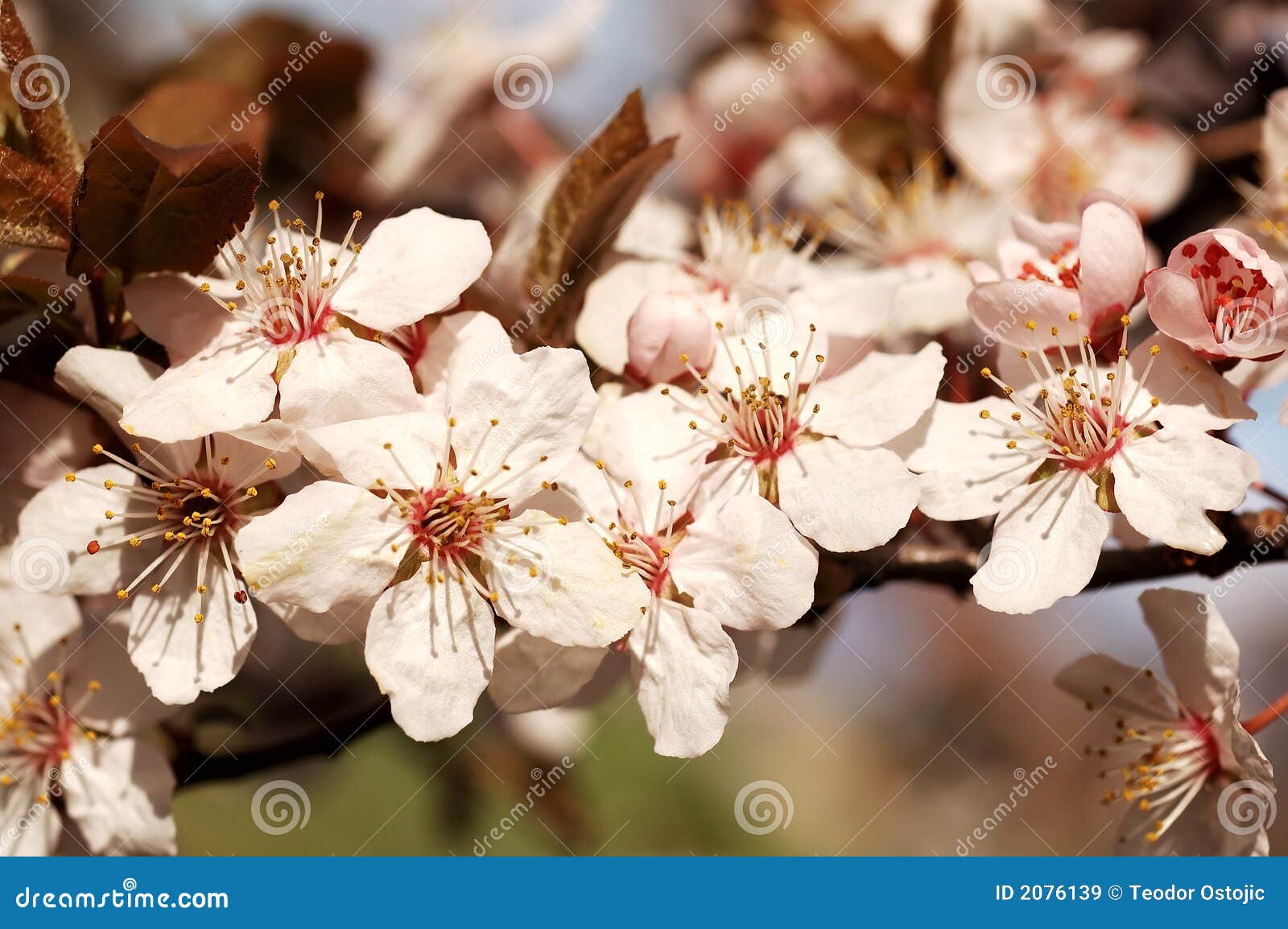 Spring concept flower stock image. Image of japan, cherry - 2076139