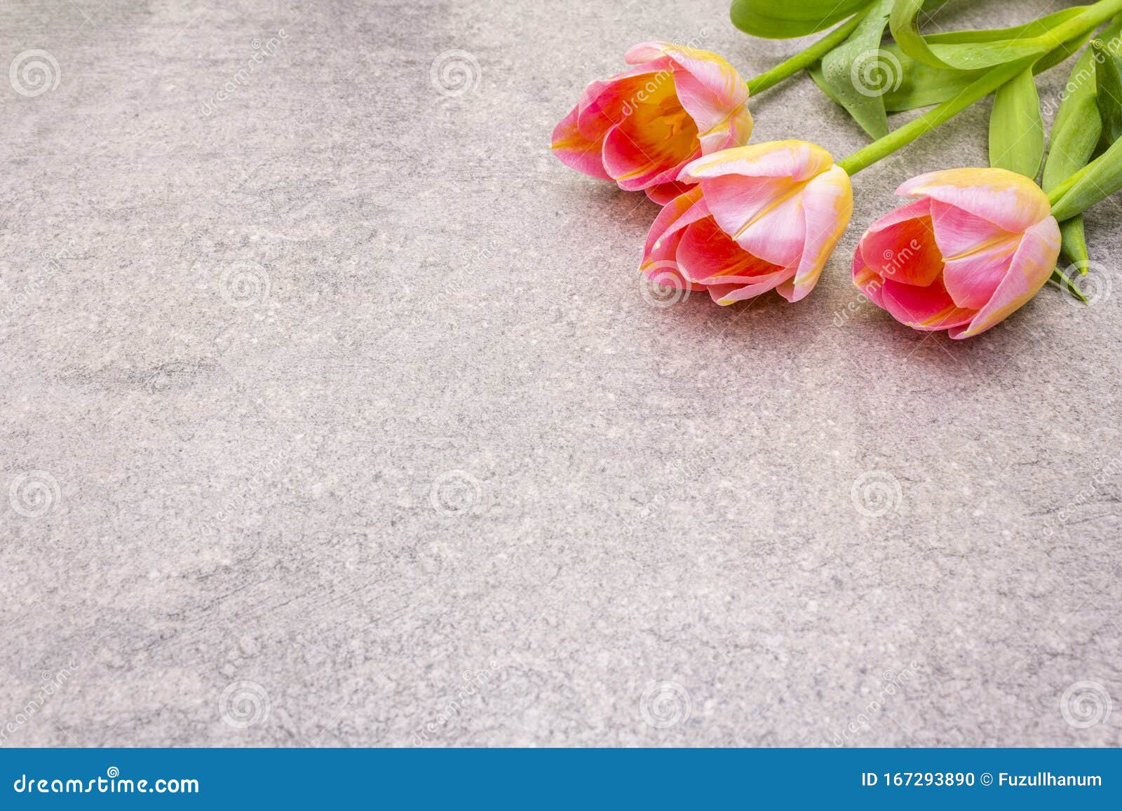 Spring Concept. Gentle Tulip on Stone Background. Card, Wallpaper, Copy ...