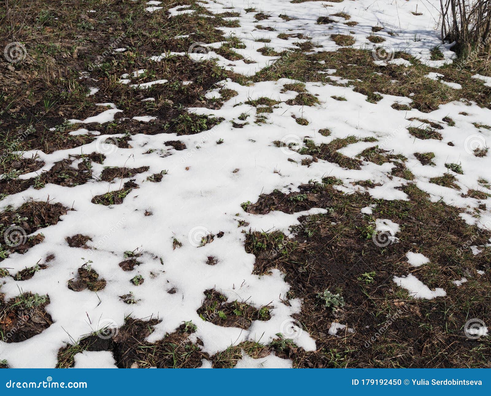 Spring Concept. Snow is Melting Stock Photo - Image of beautiful, field ...