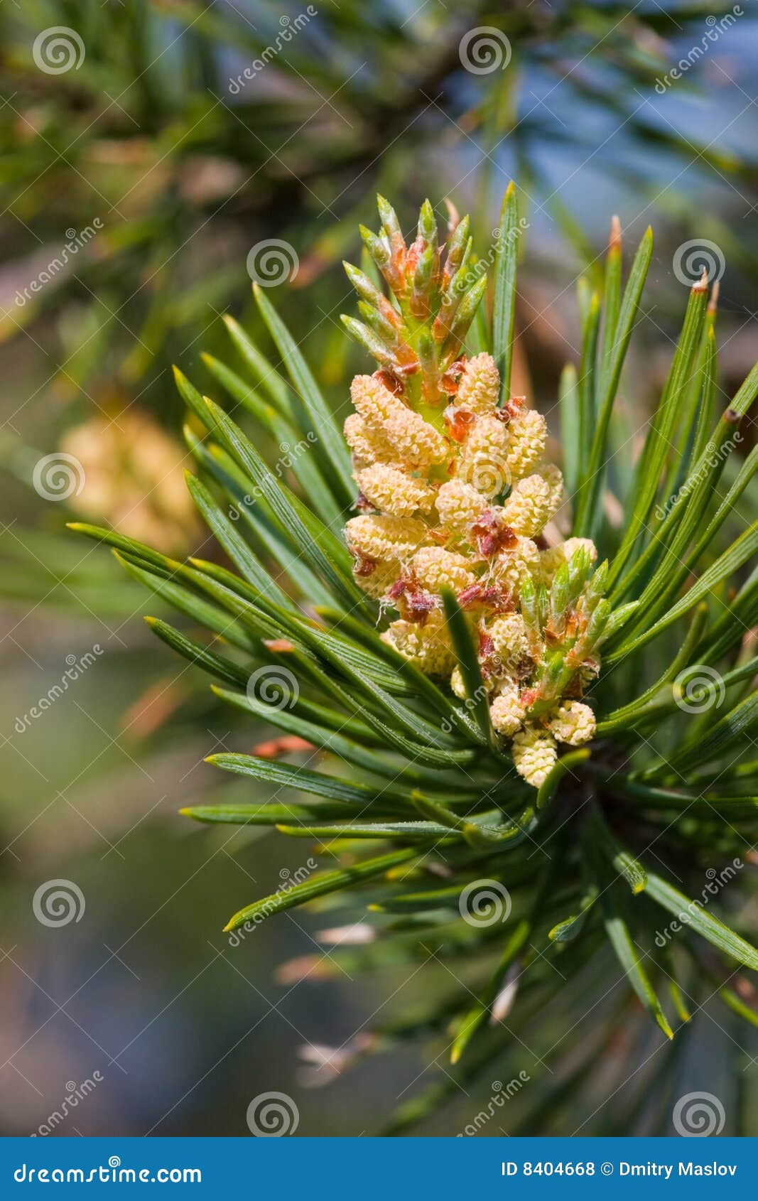 Spring cones stock photo. Image of pine, botany, branch - 8404668