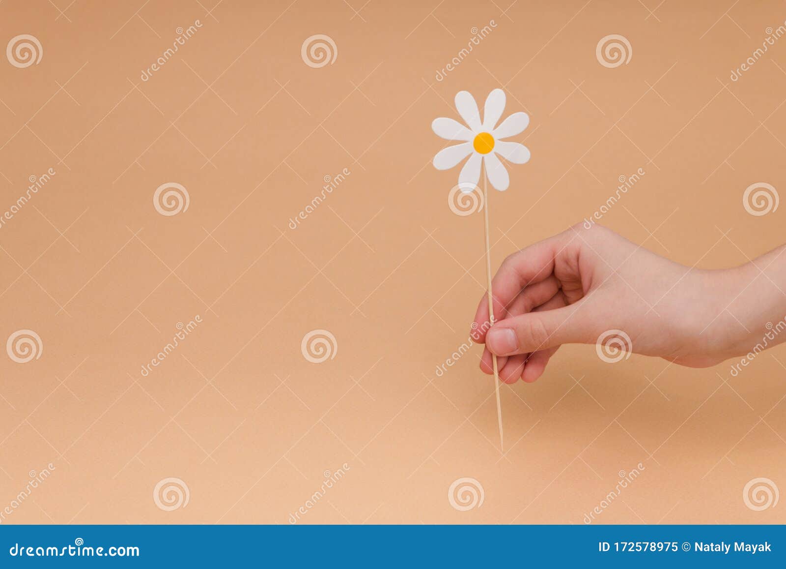 Spring Congratulations and a Daisy on a Light Background in Your Hand ...