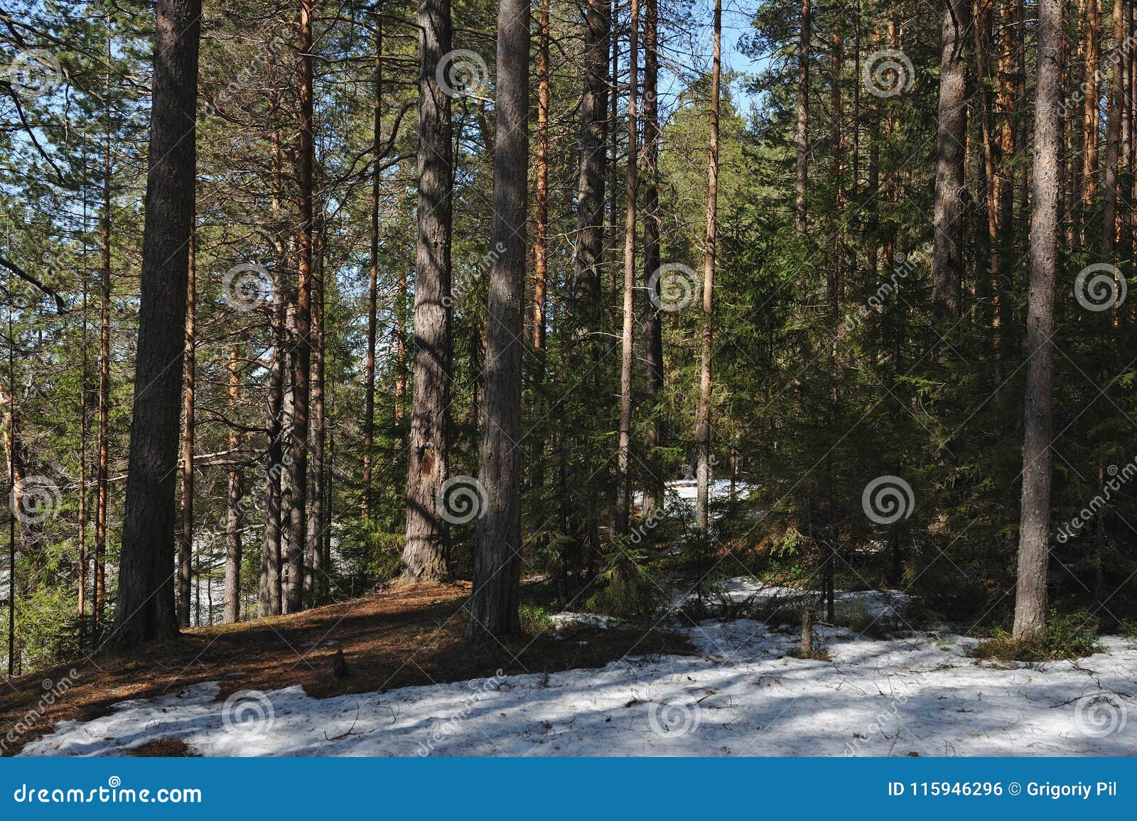 Spring in the Coniferous Forest Stock Photo - Image of background ...