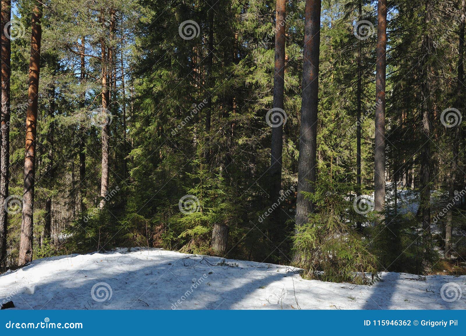 Spring in the Coniferous Forest Stock Photo - Image of nature, spring ...