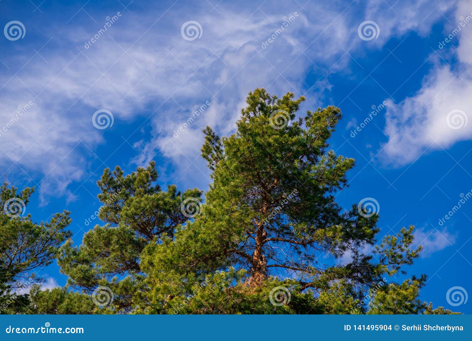 Spring Coniferous Forest Sunny Day Blue Sky Stock Photo - Image of ...