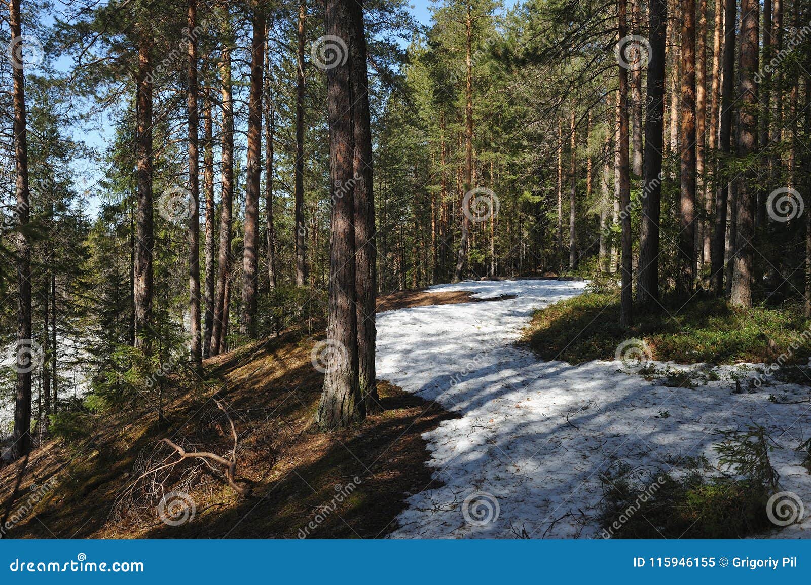 Spring in the Coniferous Forest Stock Image - Image of scene, spring ...
