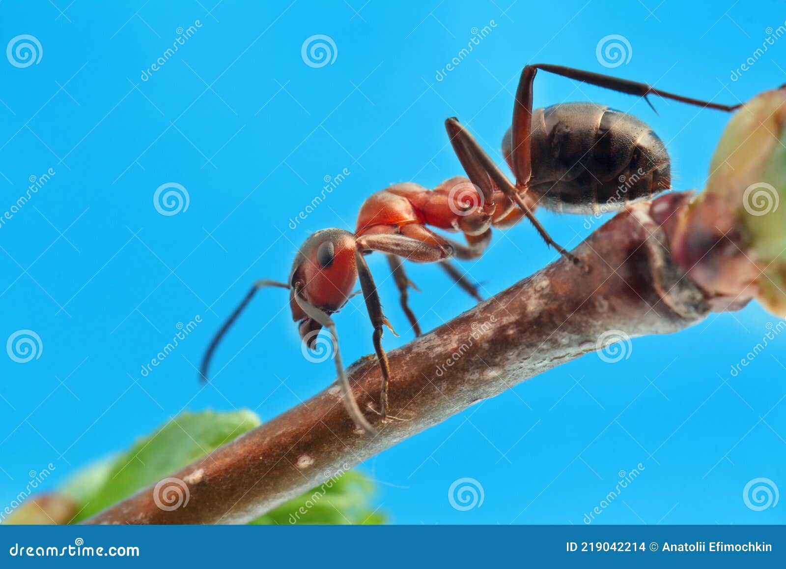 The Ant Systematically Examines the Young Leaves of the Grass. in Stock ...