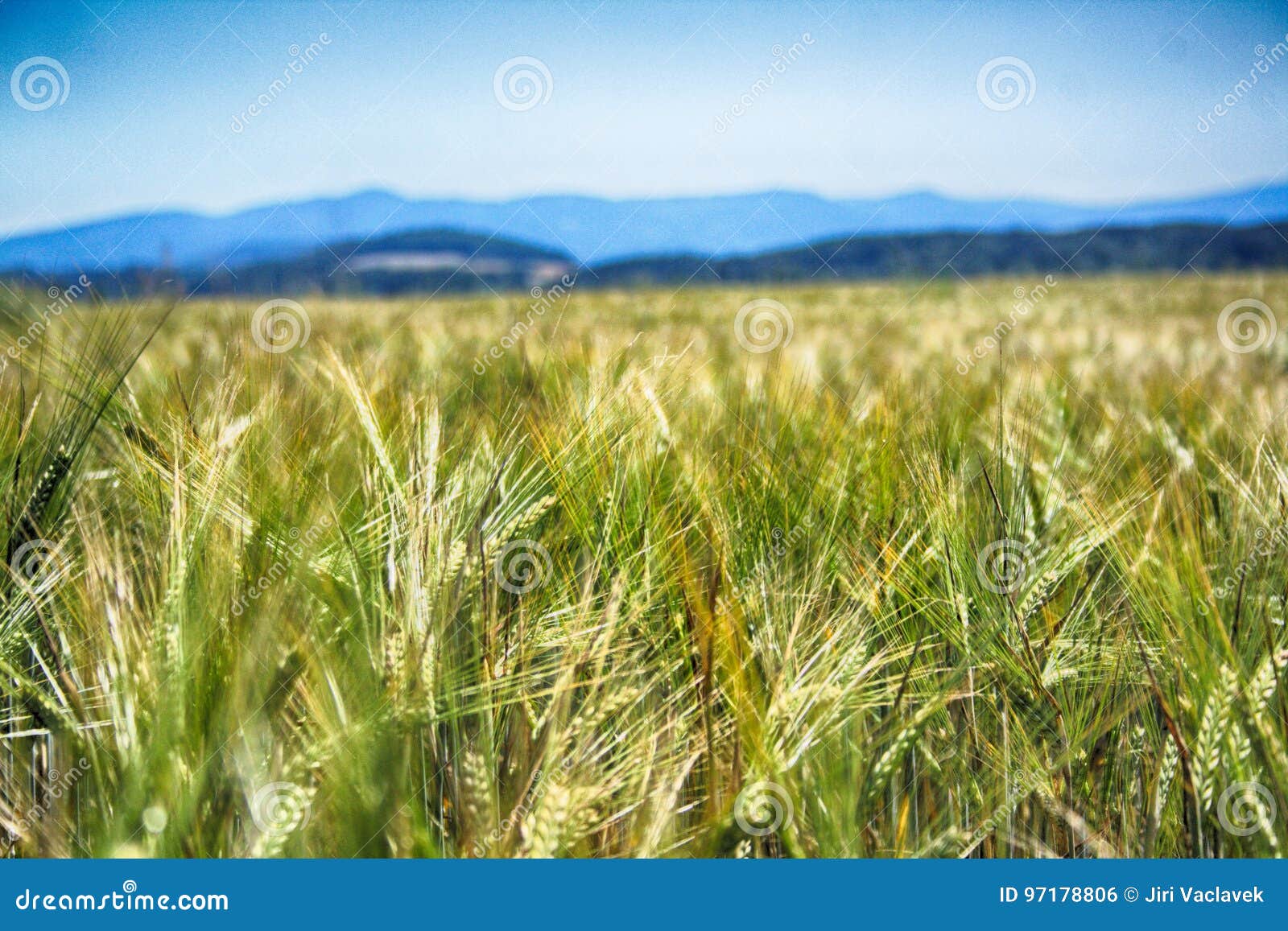Spring corn field stock photo. Image of agriculture, meal - 97178806