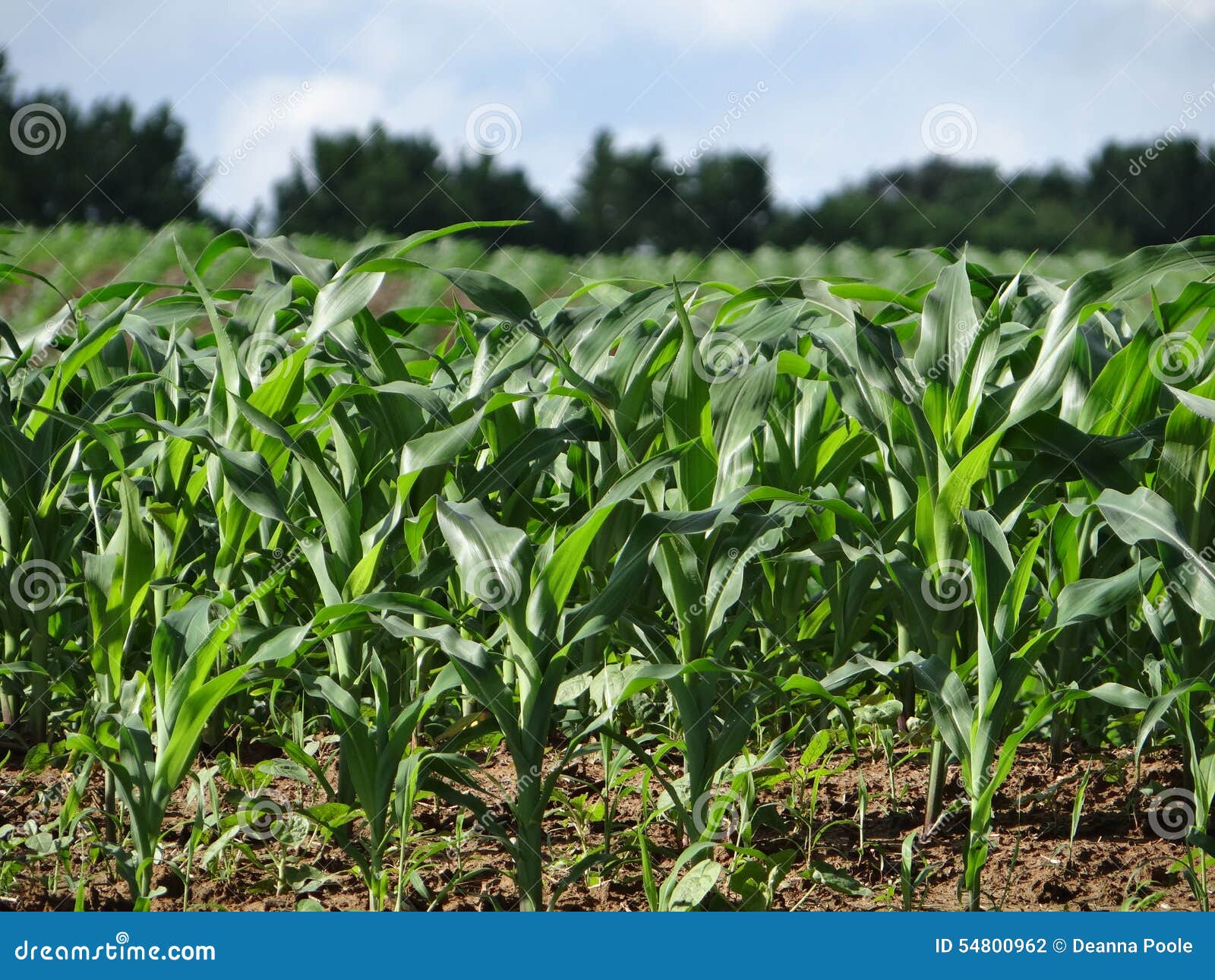Spring Corn Field in Tennessee Stock Photo - Image of early, farm: 54800962