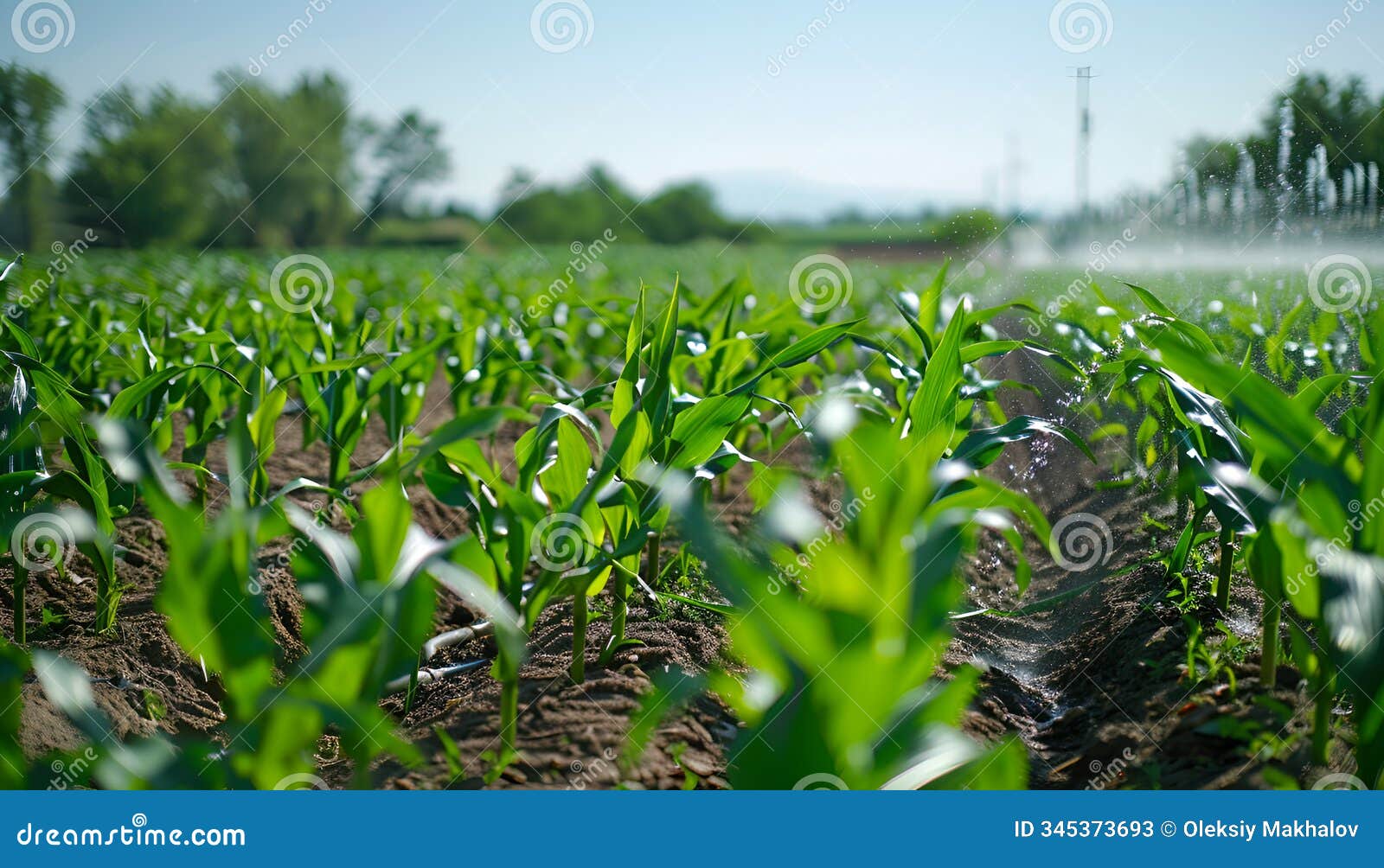 Spring Corn Field with Water Irrigation System and Sprinklers Watering ...