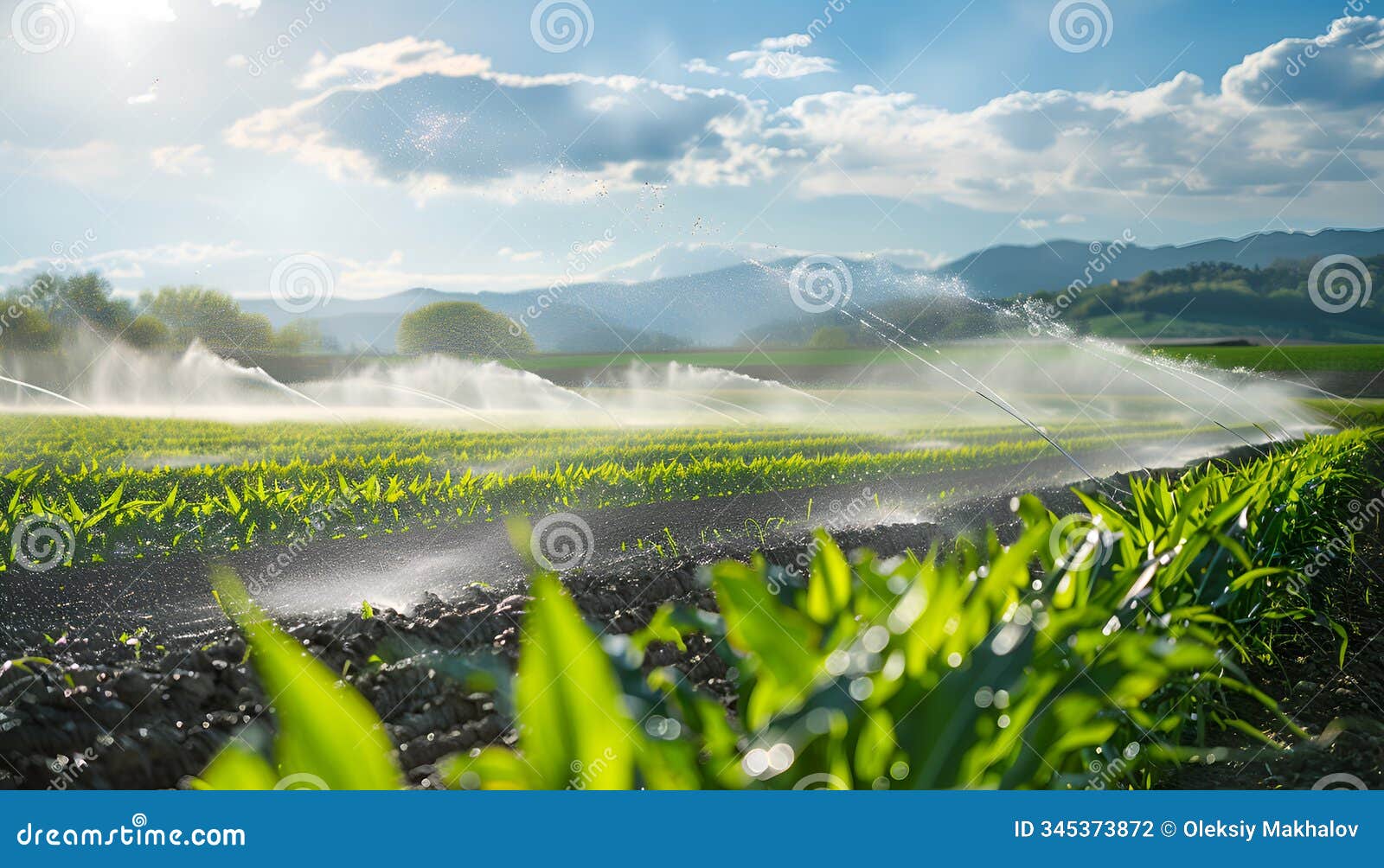 Spring Corn Field with Water Irrigation System and Sprinklers Watering ...