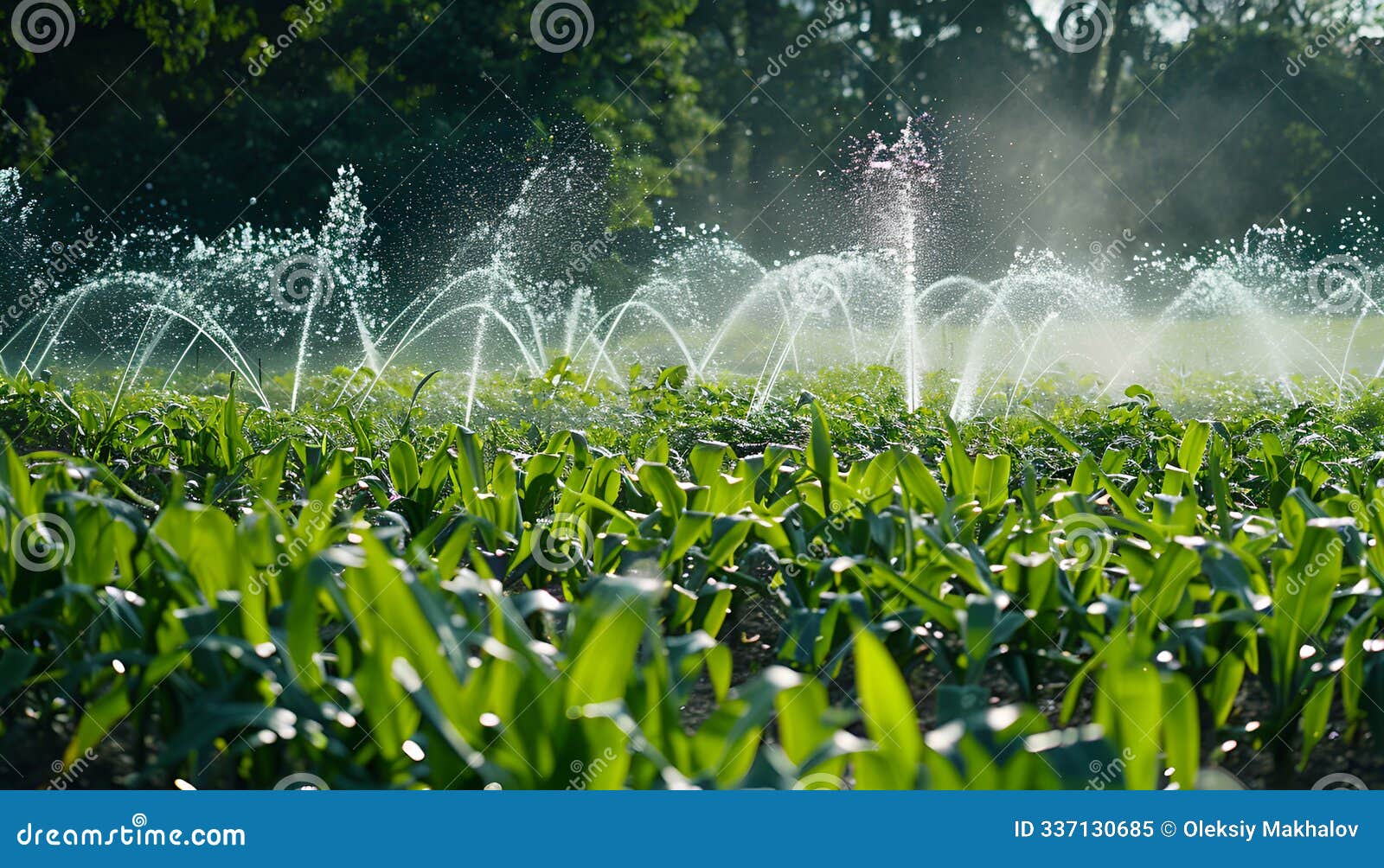 Spring Corn Field with Water Irrigation System and Sprinklers Watering ...