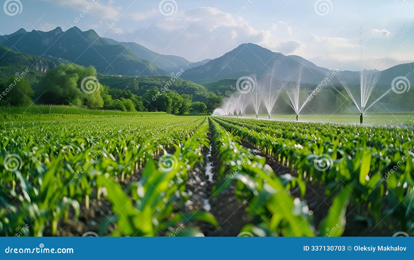 Spring Corn Field with Water Irrigation System and Sprinklers Watering ...