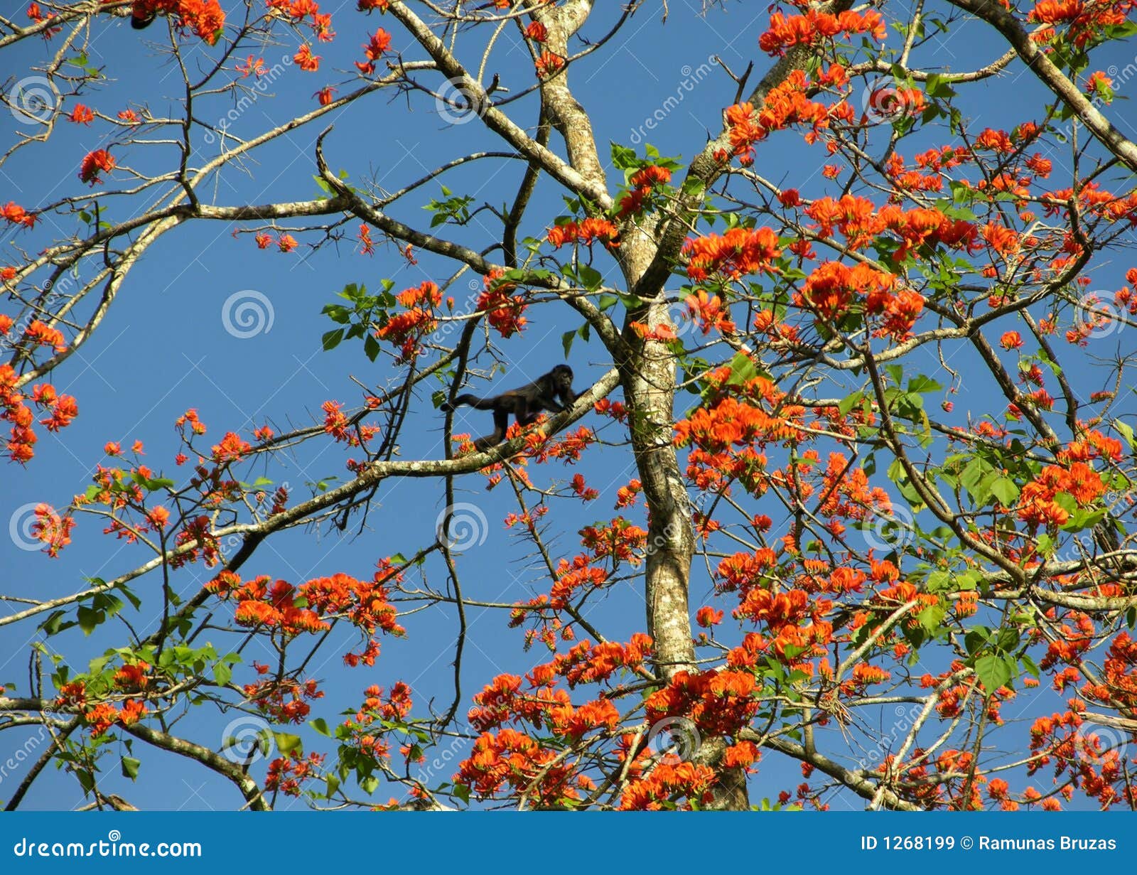 Spring in Costa Rica stock image. Image of monkey, blossom - 1268199
