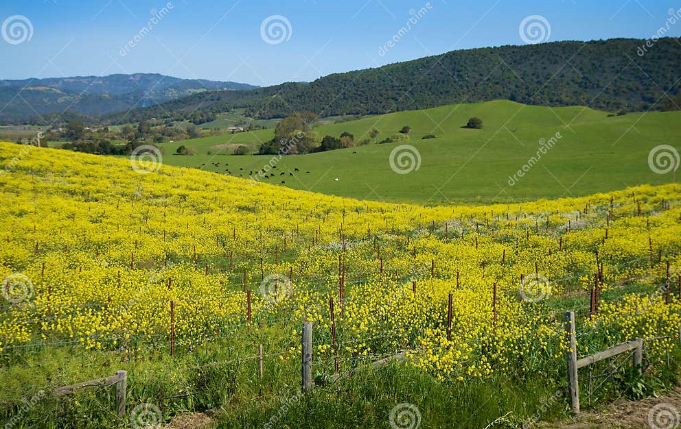Spring in the Country stock photo. Image of focus, nature - 13788660