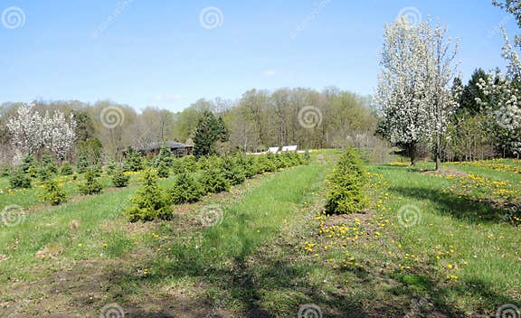Spring in the Country with Growing Trees Stock Image - Image of green ...