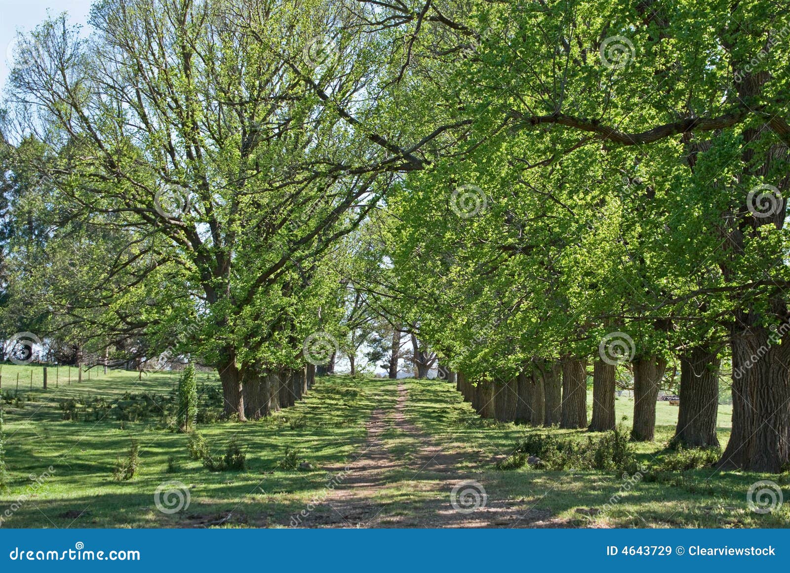 Spring country road stock image. Image of calm, peaceful - 4643729