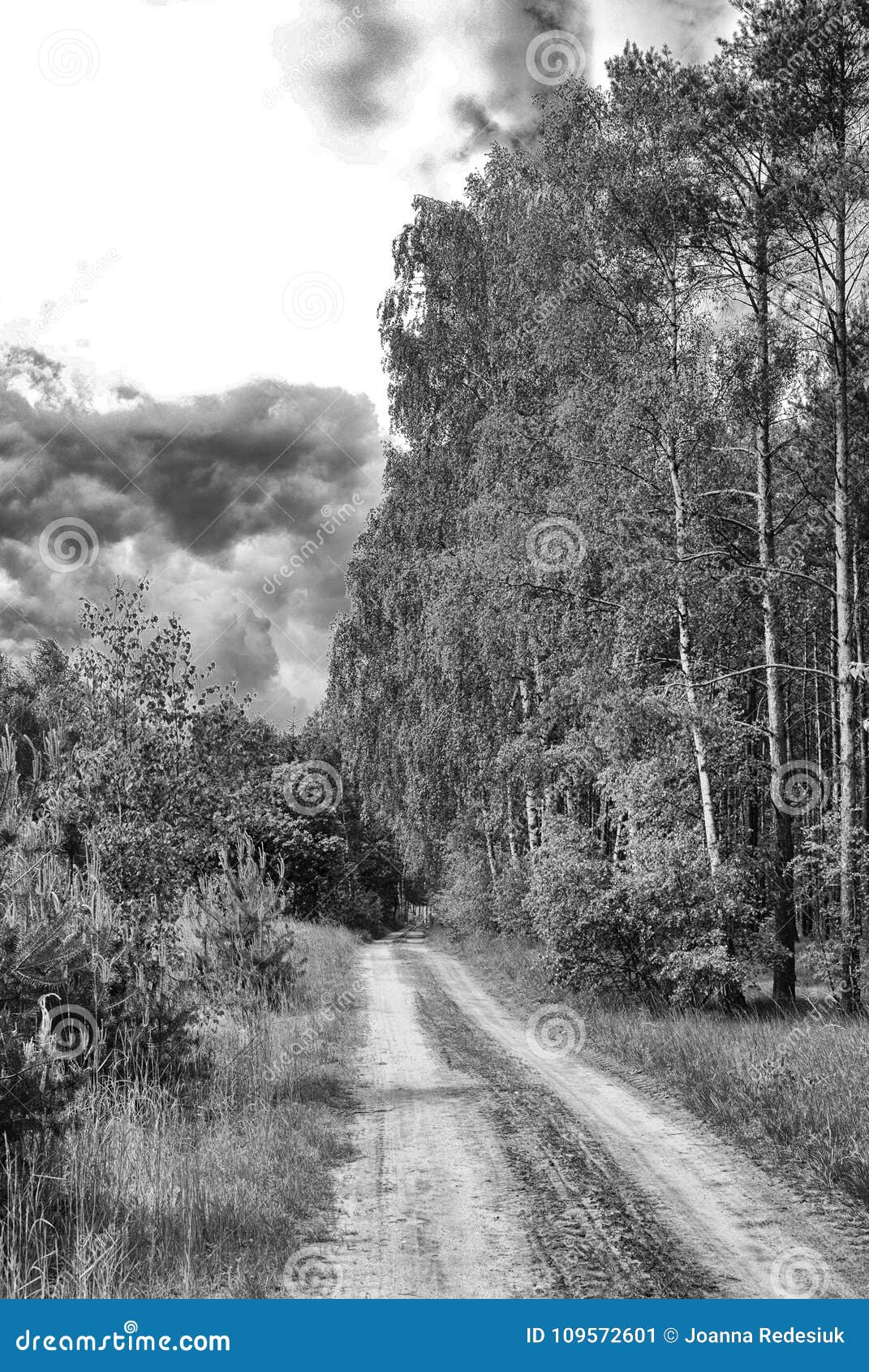 Spring Country Road through a Green Forest Stock Image - Image of green ...