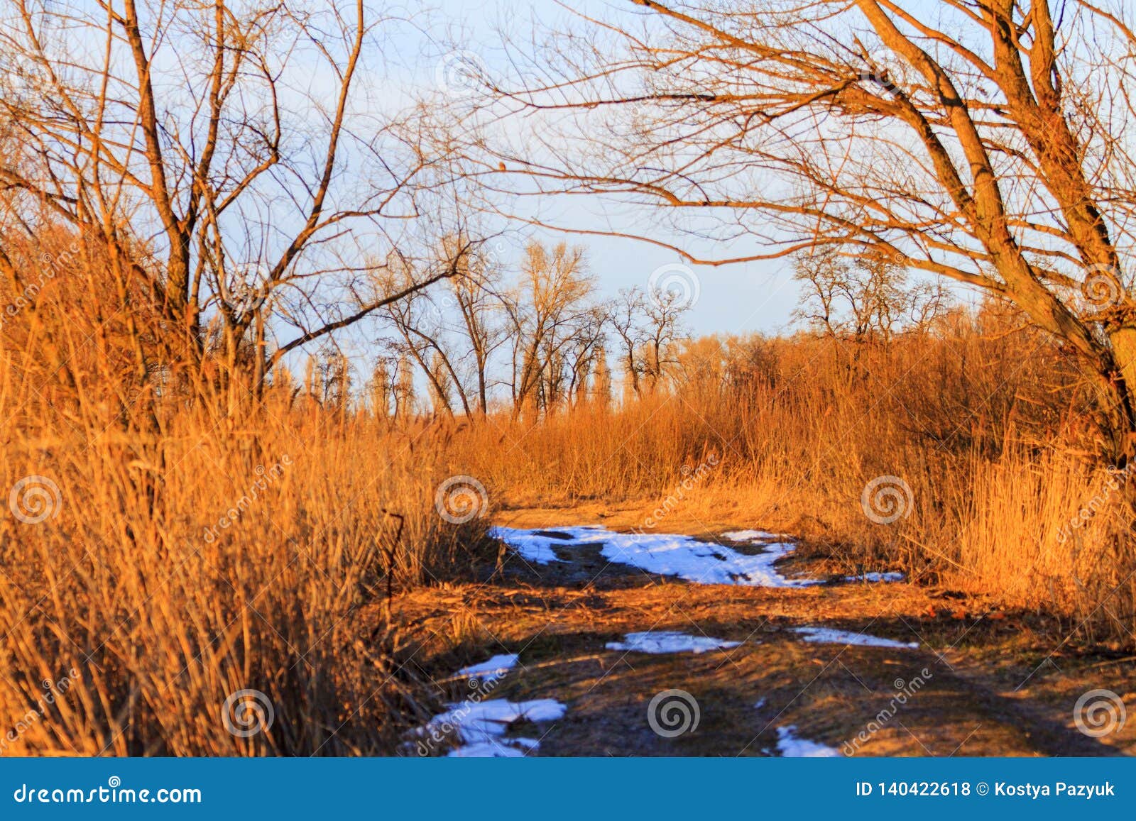Spring Country Road in the Sunset Rays Stock Photo - Image of rural ...