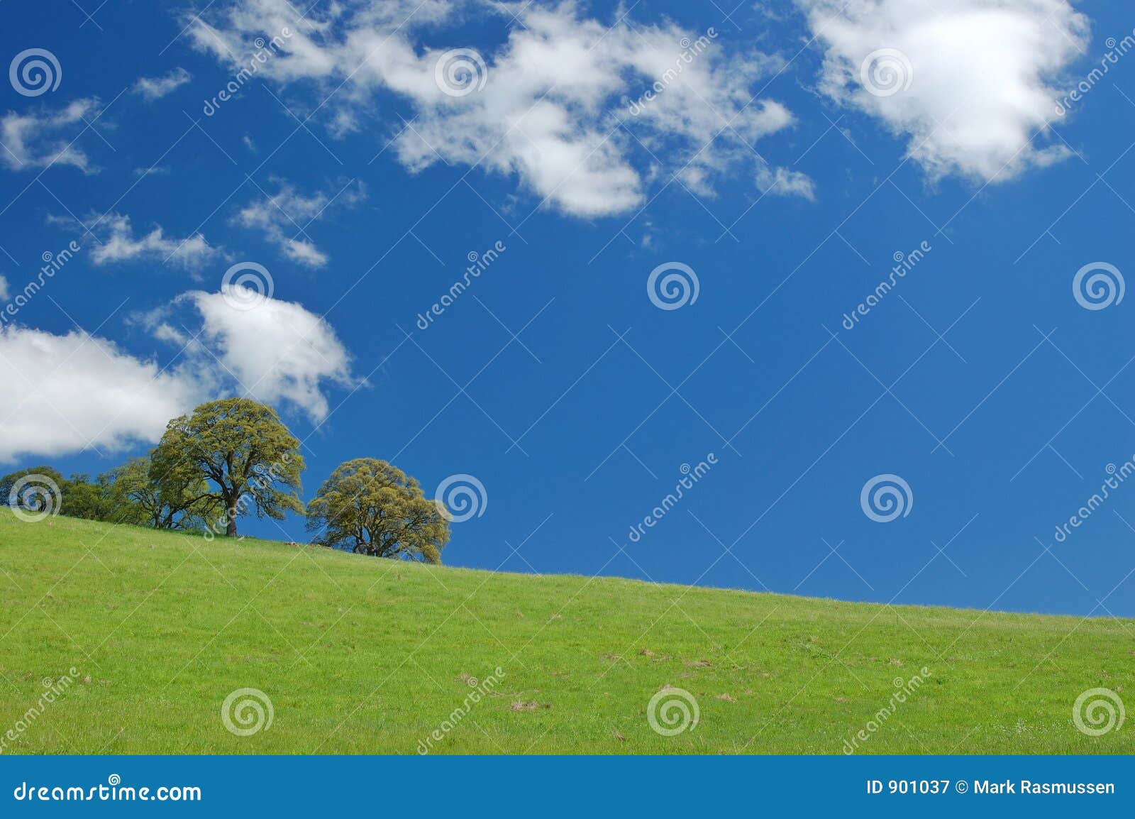 Spring countryside stock image. Image of springtime, trees - 901037