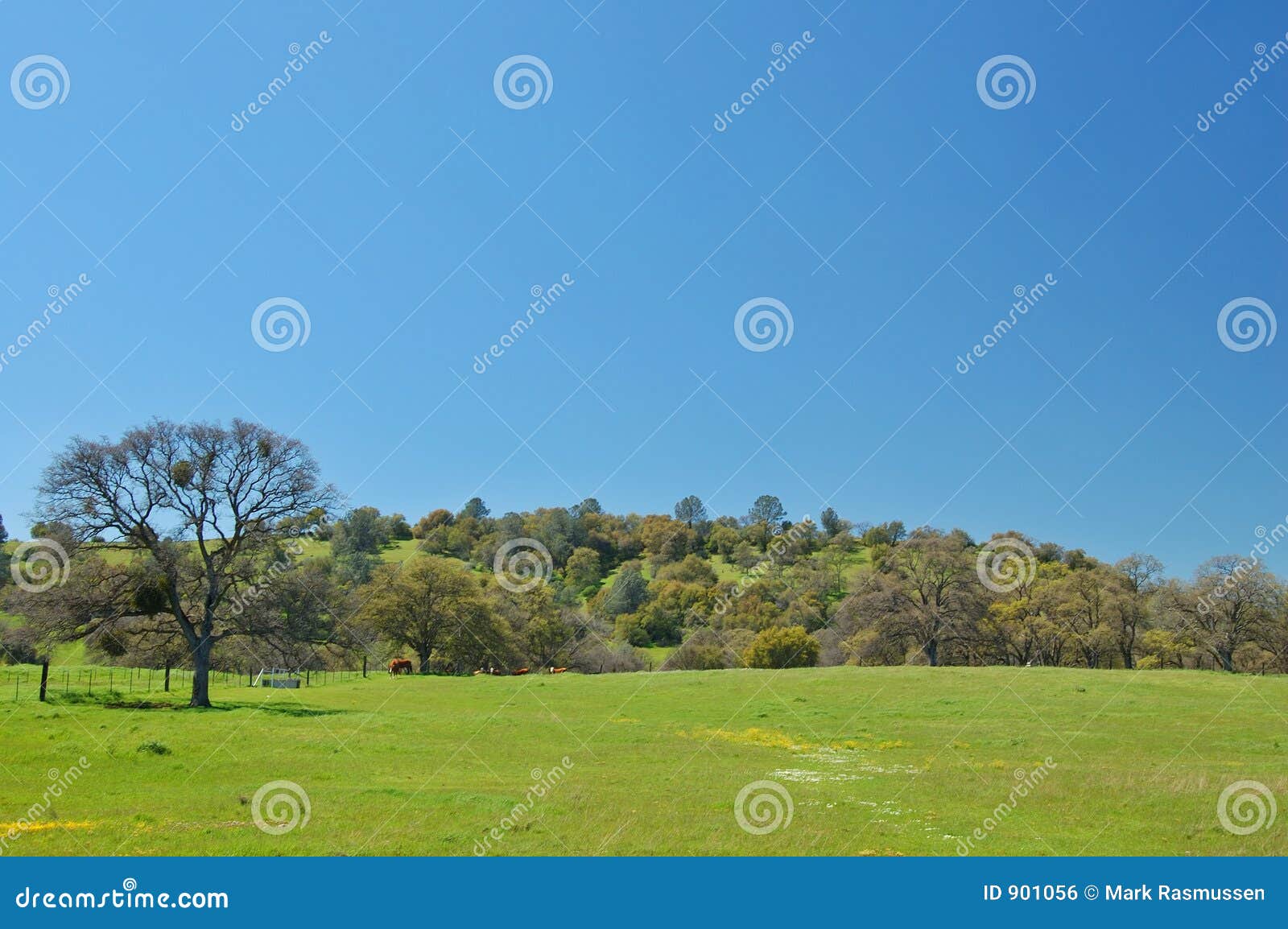 Spring countryside stock photo. Image of field, grass, growing - 901056