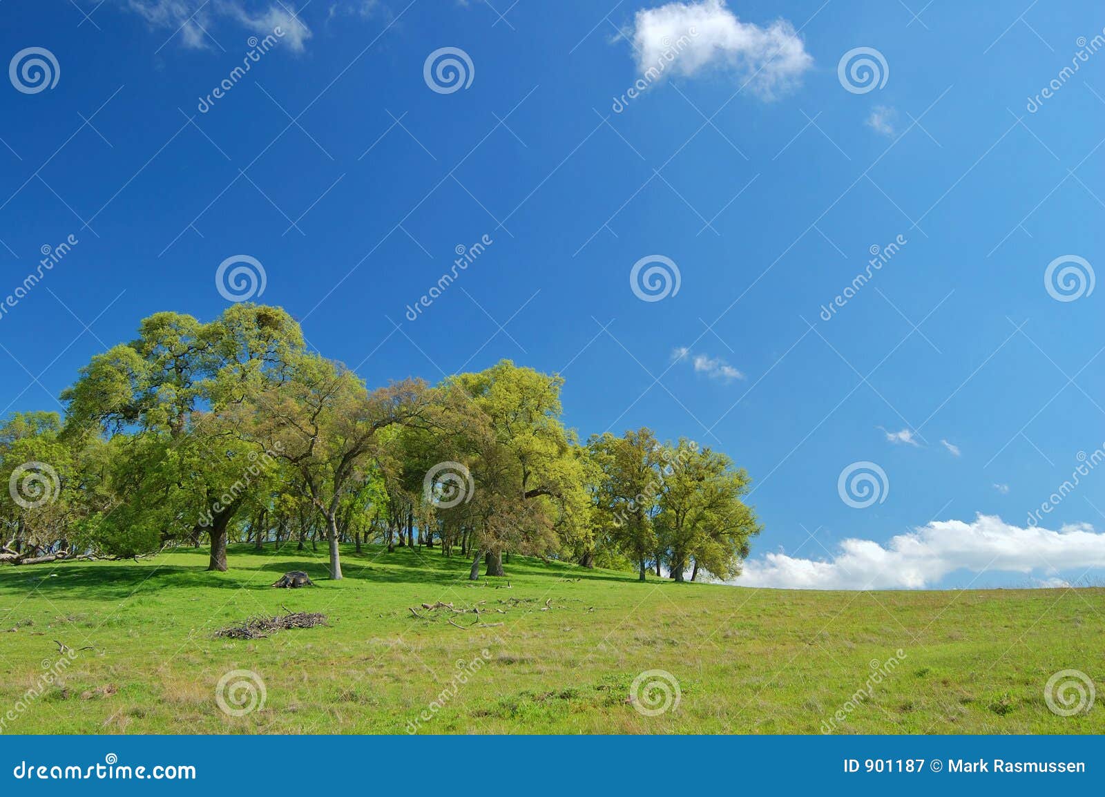 Spring countryside stock image. Image of idyllic, flora - 901187