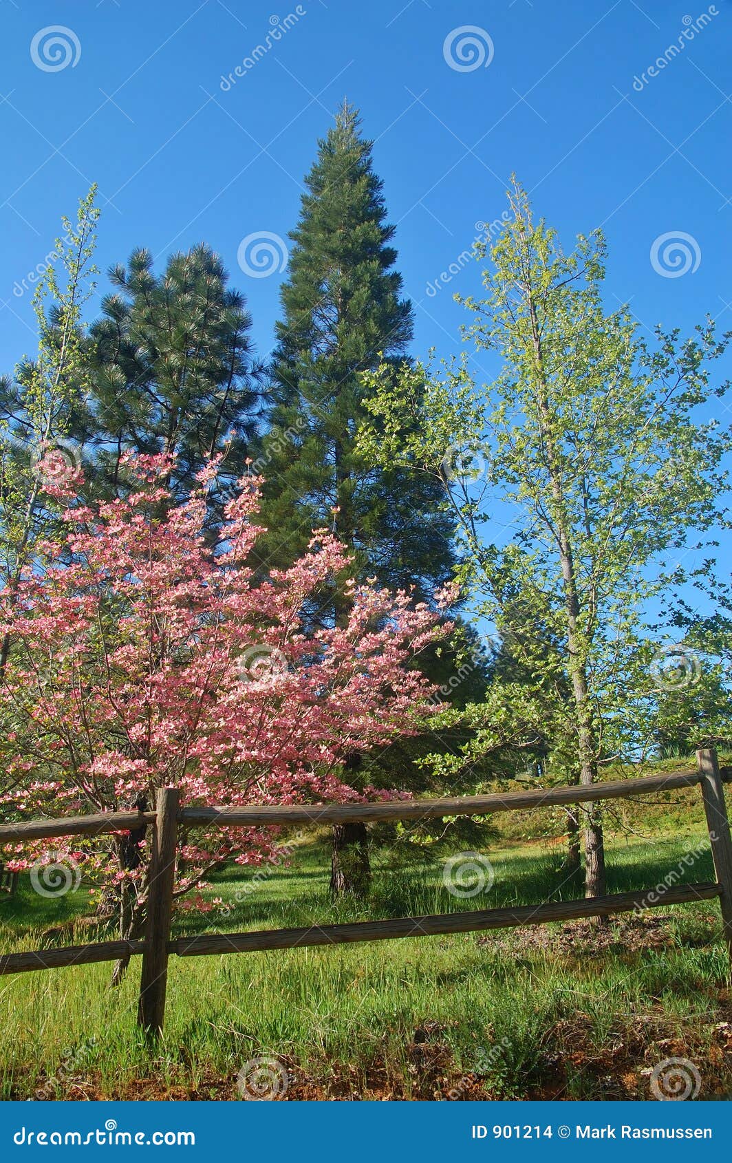 Spring countryside stock photo. Image of rural, spring - 901214