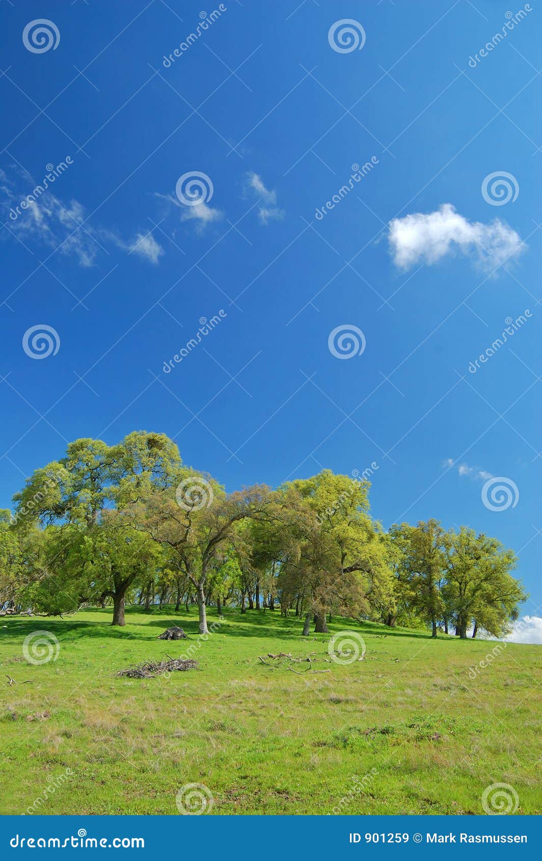 Spring countryside stock image. Image of green, field, trees - 901259