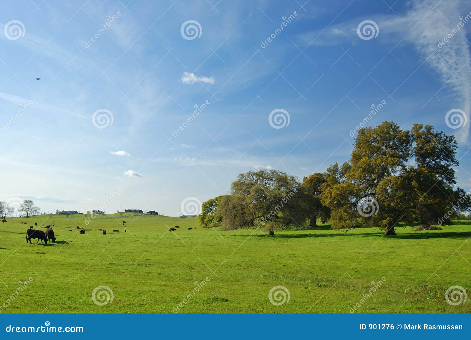 Spring countryside stock photo. Image of tree, summer, field - 901276