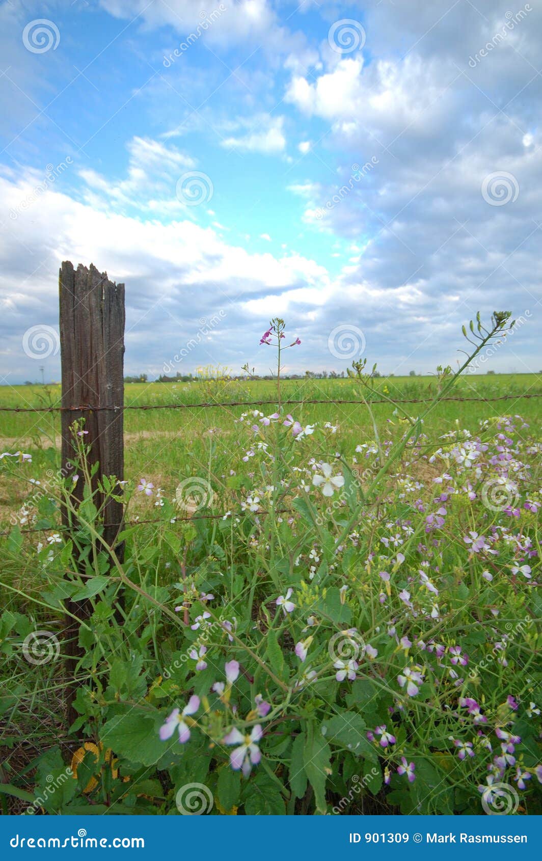 Spring countryside stock image. Image of farmland, meadow - 901309