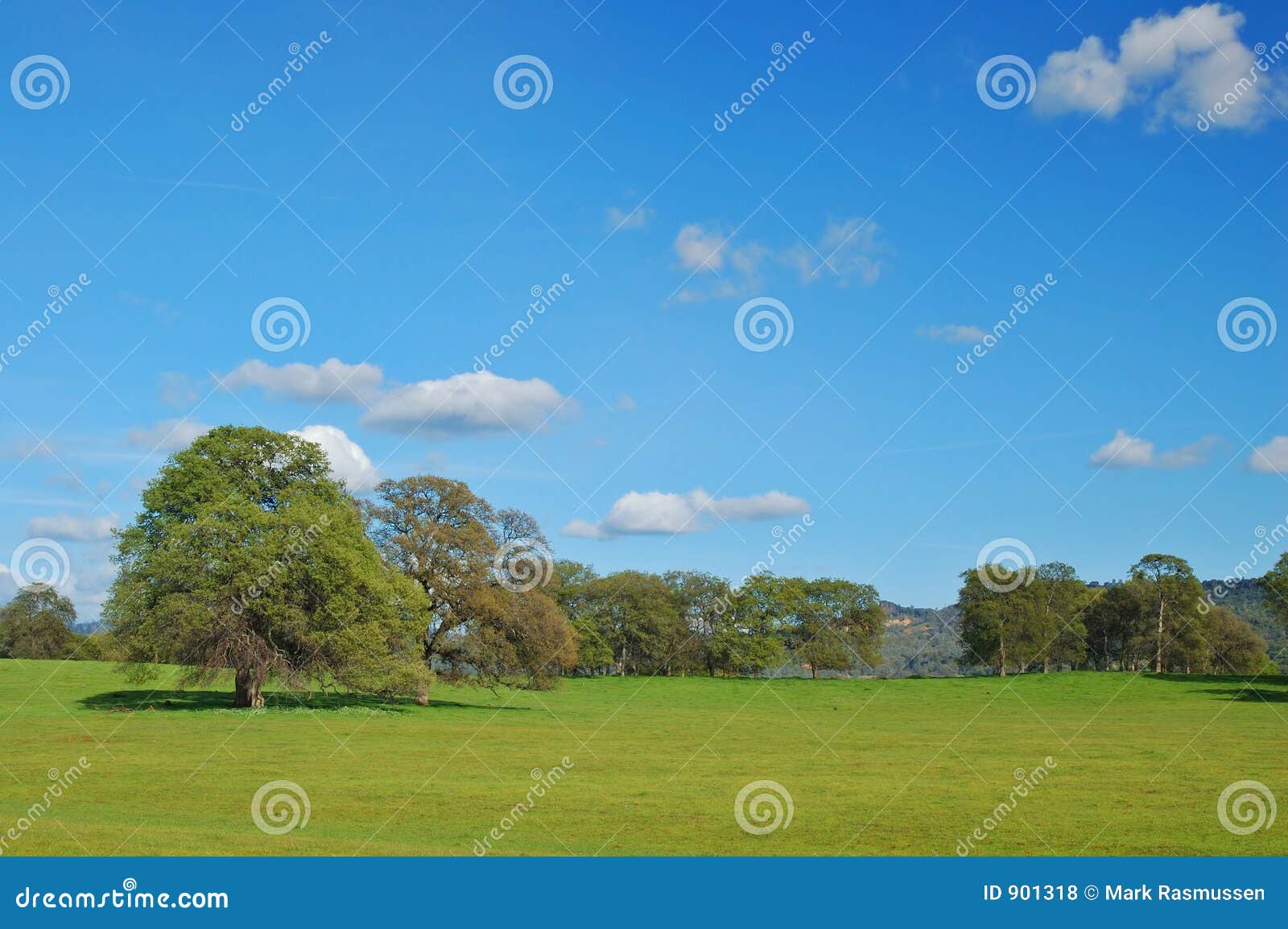 Spring countryside stock photo. Image of country, verdant - 901318