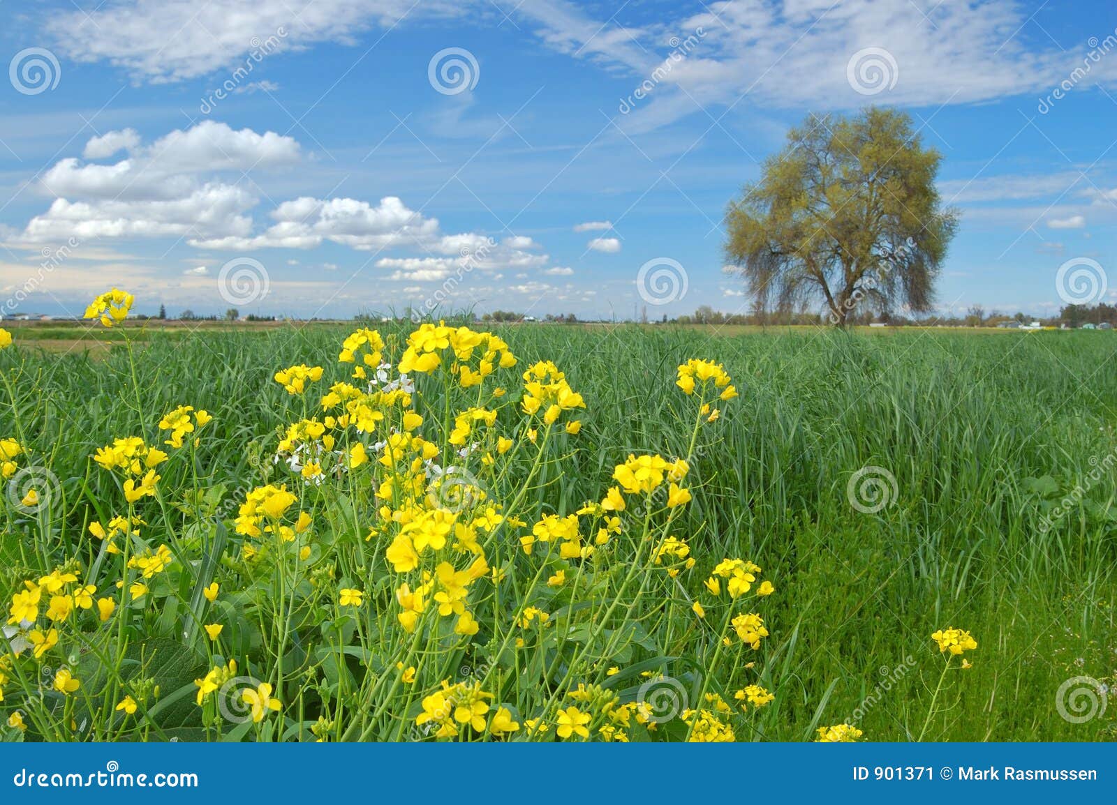 Spring countryside stock image. Image of grass, farmland - 901371