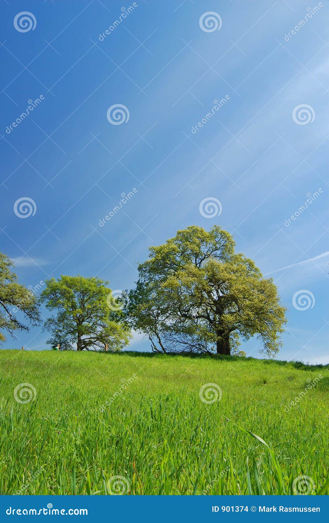 Spring countryside stock photo. Image of summer, idyllic - 901374
