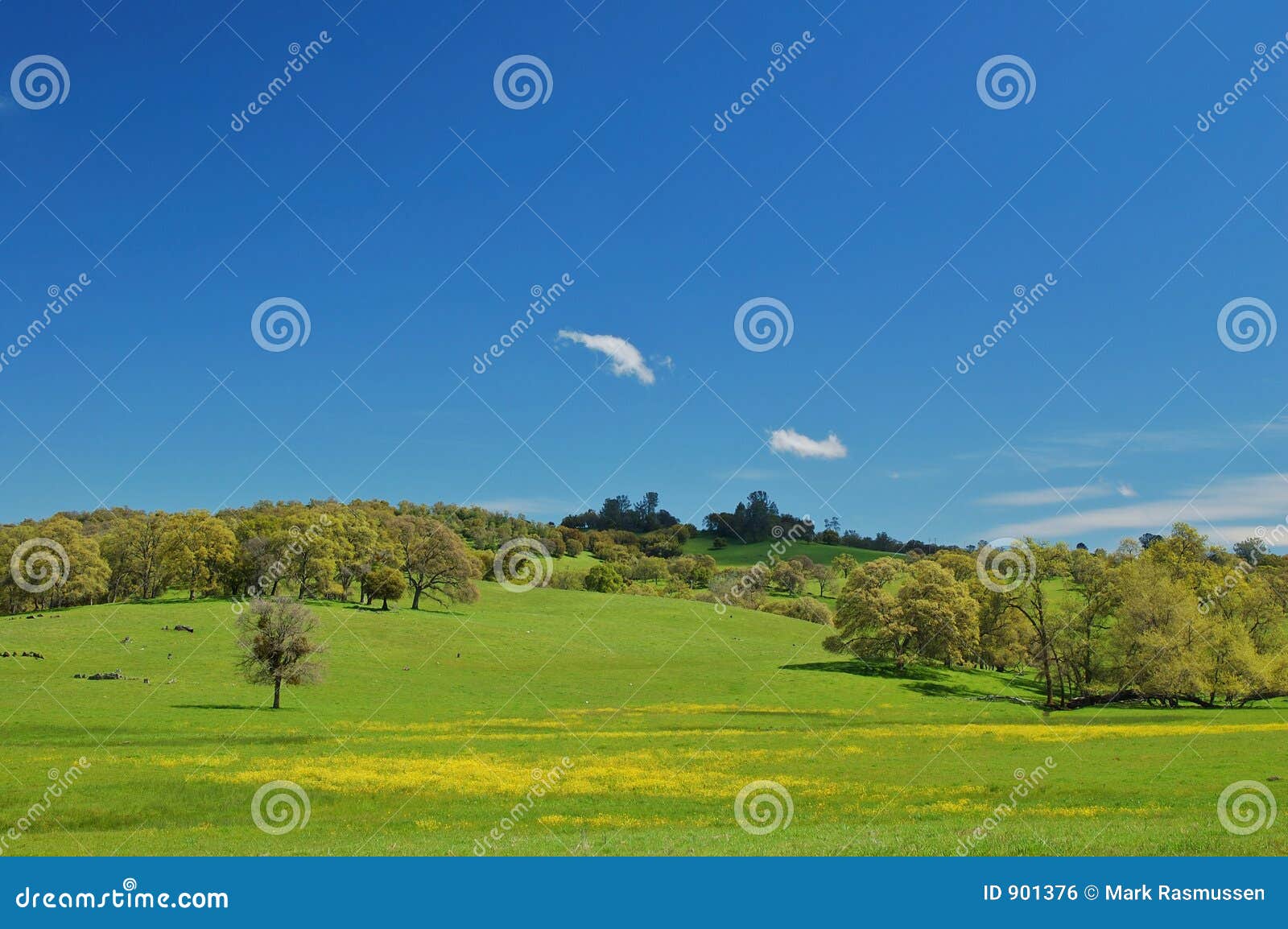 Spring countryside stock photo. Image of summer, flora - 901376