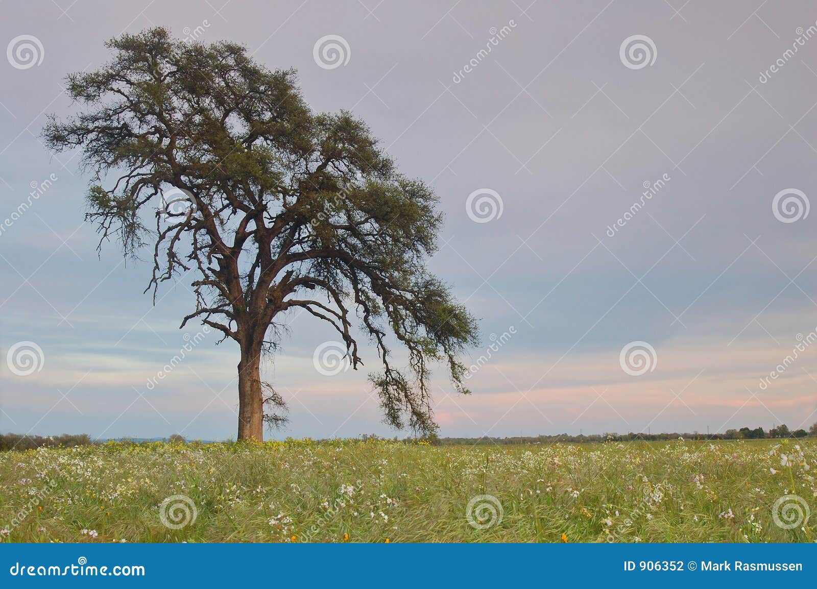 Spring countryside stock photo. Image of country, landscape - 906352