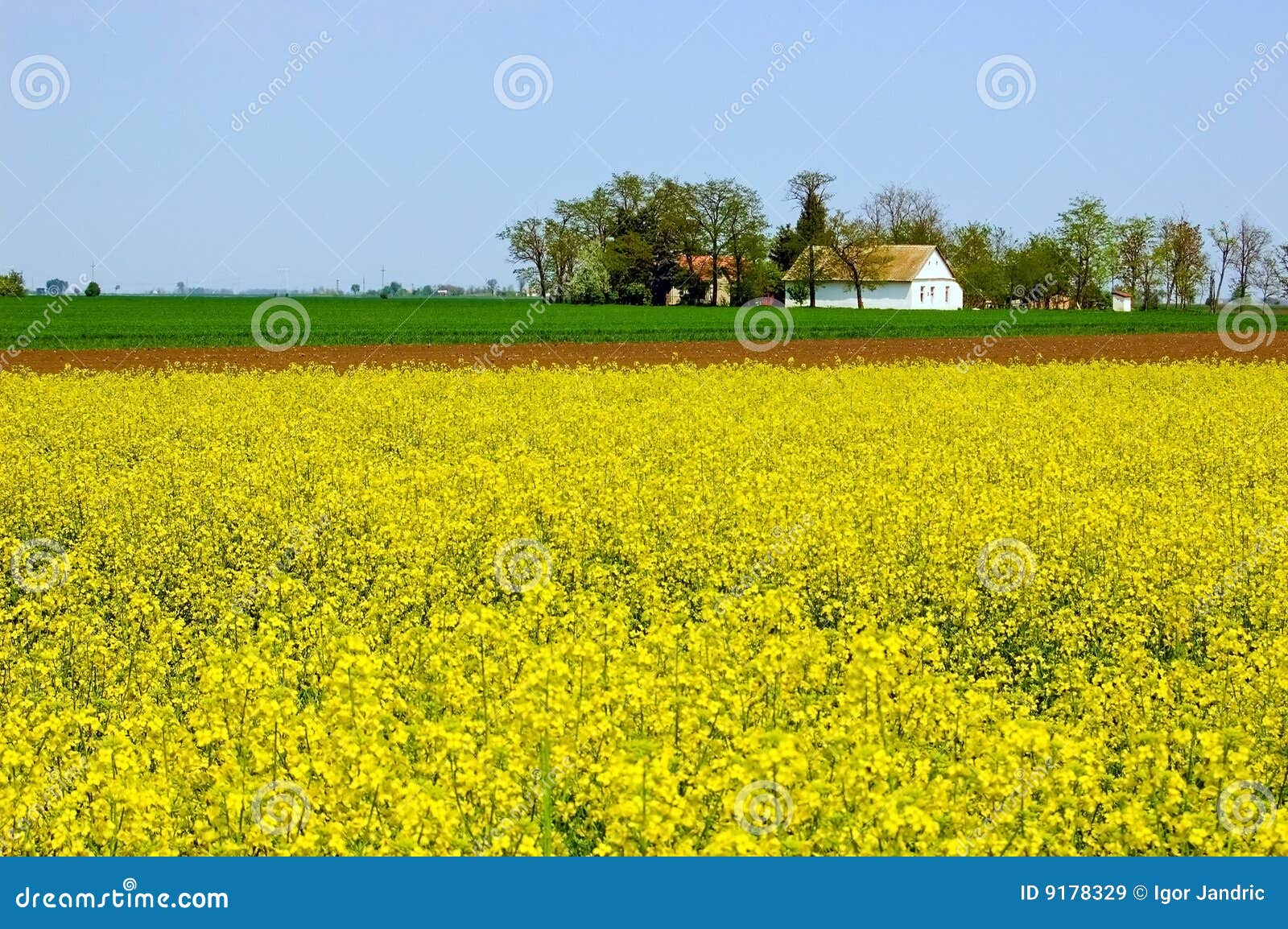 Spring Countryside stock image. Image of plant, scenery - 9178329