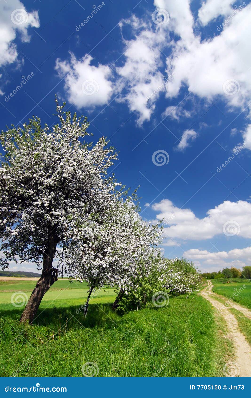 Spring Countryside with Blooming Trees Stock Photo - Image of blue ...