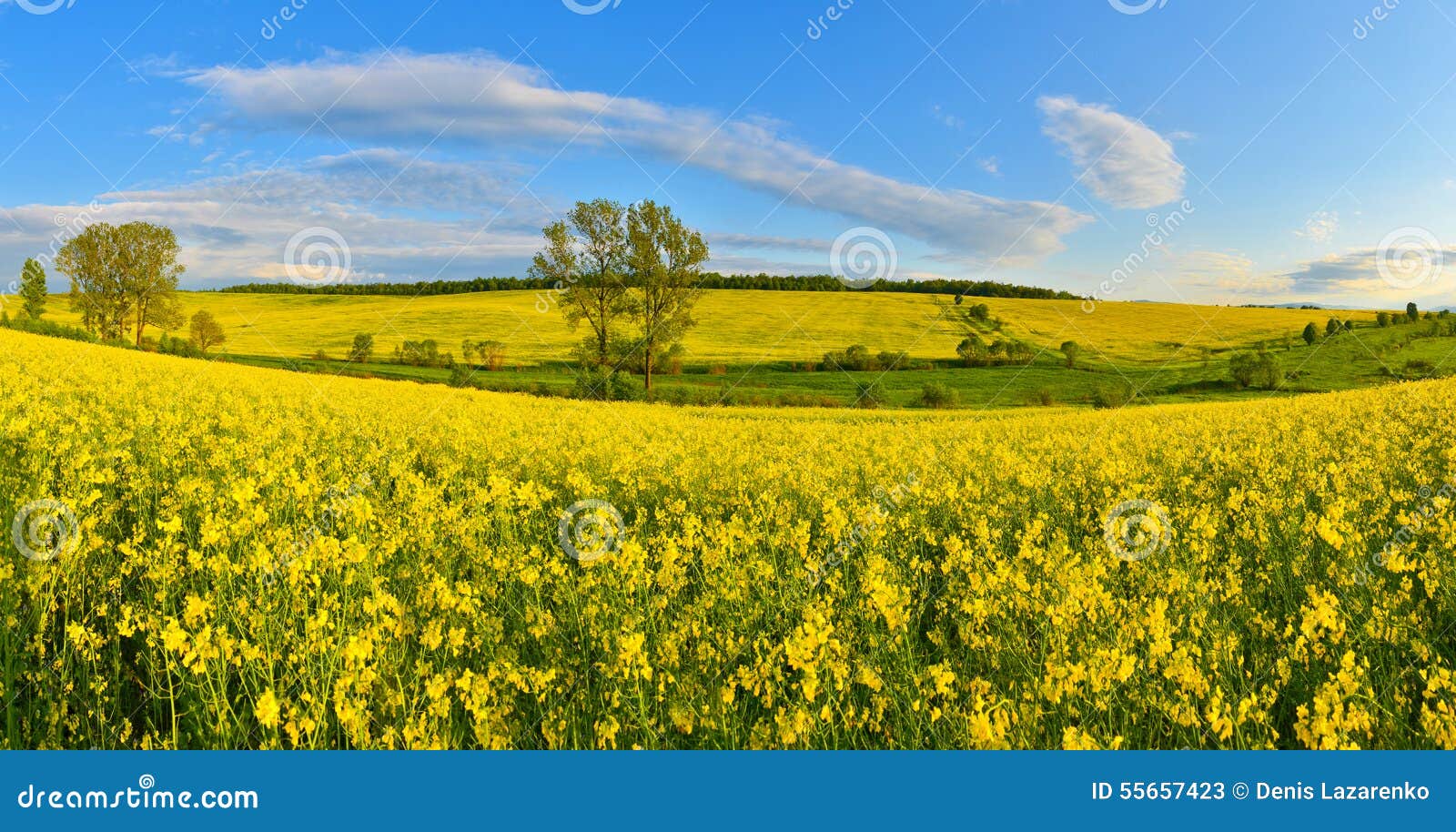 Spring countryside stock image. Image of flowers, yellow - 55657423