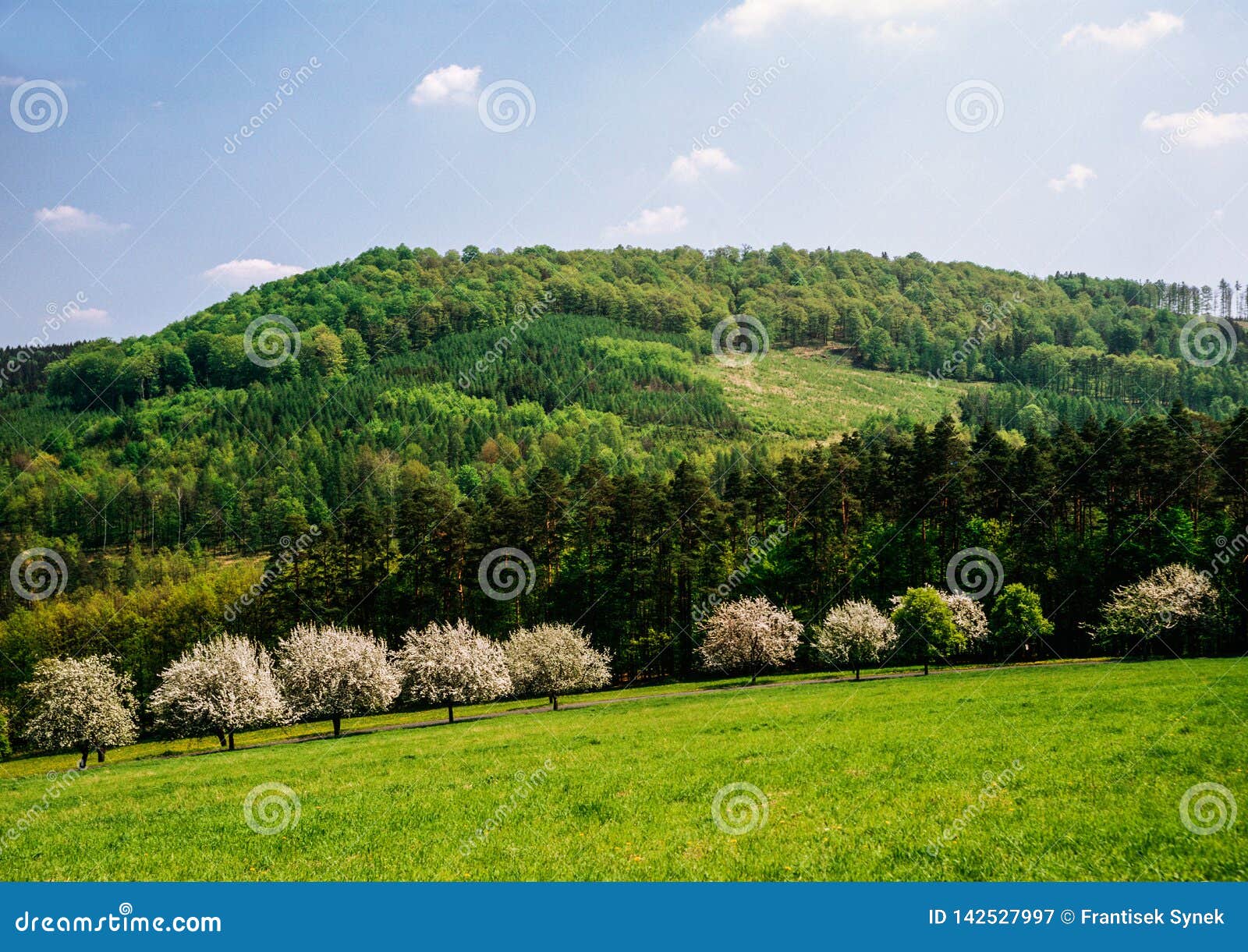 Spring in the Countryside and Forests Stock Image - Image of theme ...
