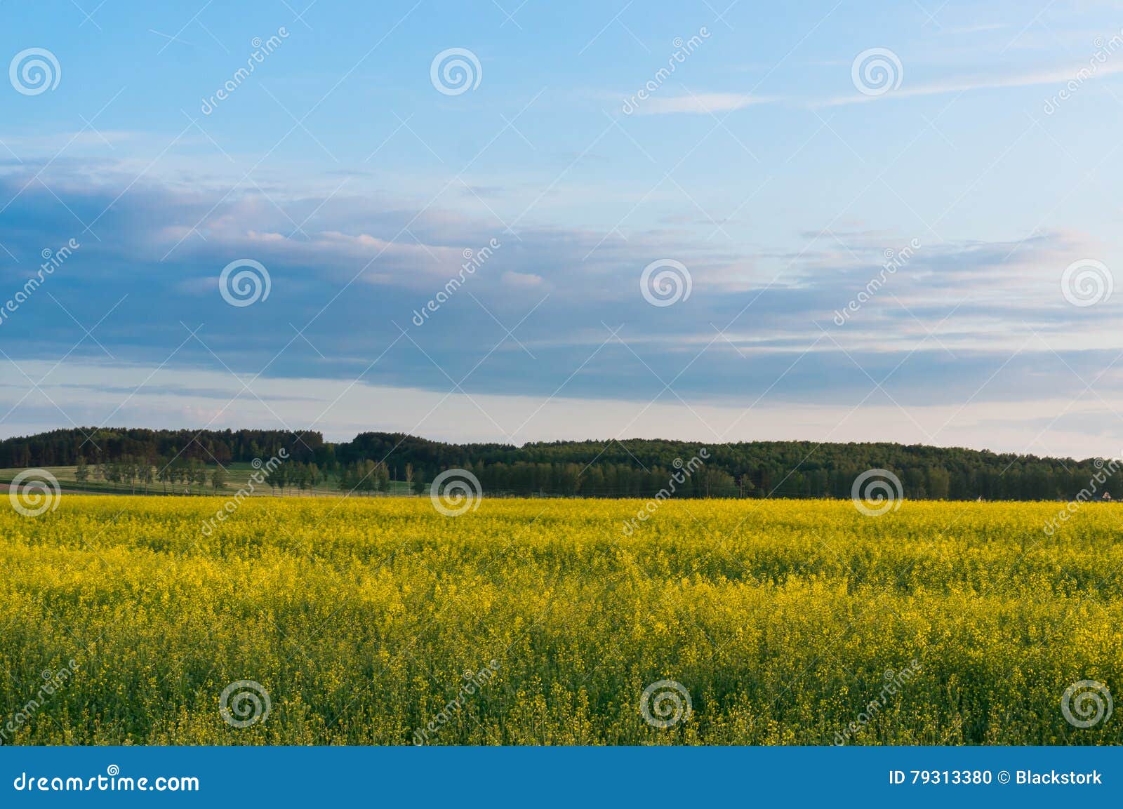 Spring Countryside Landscape with Blooming Stock Photo - Image of ...