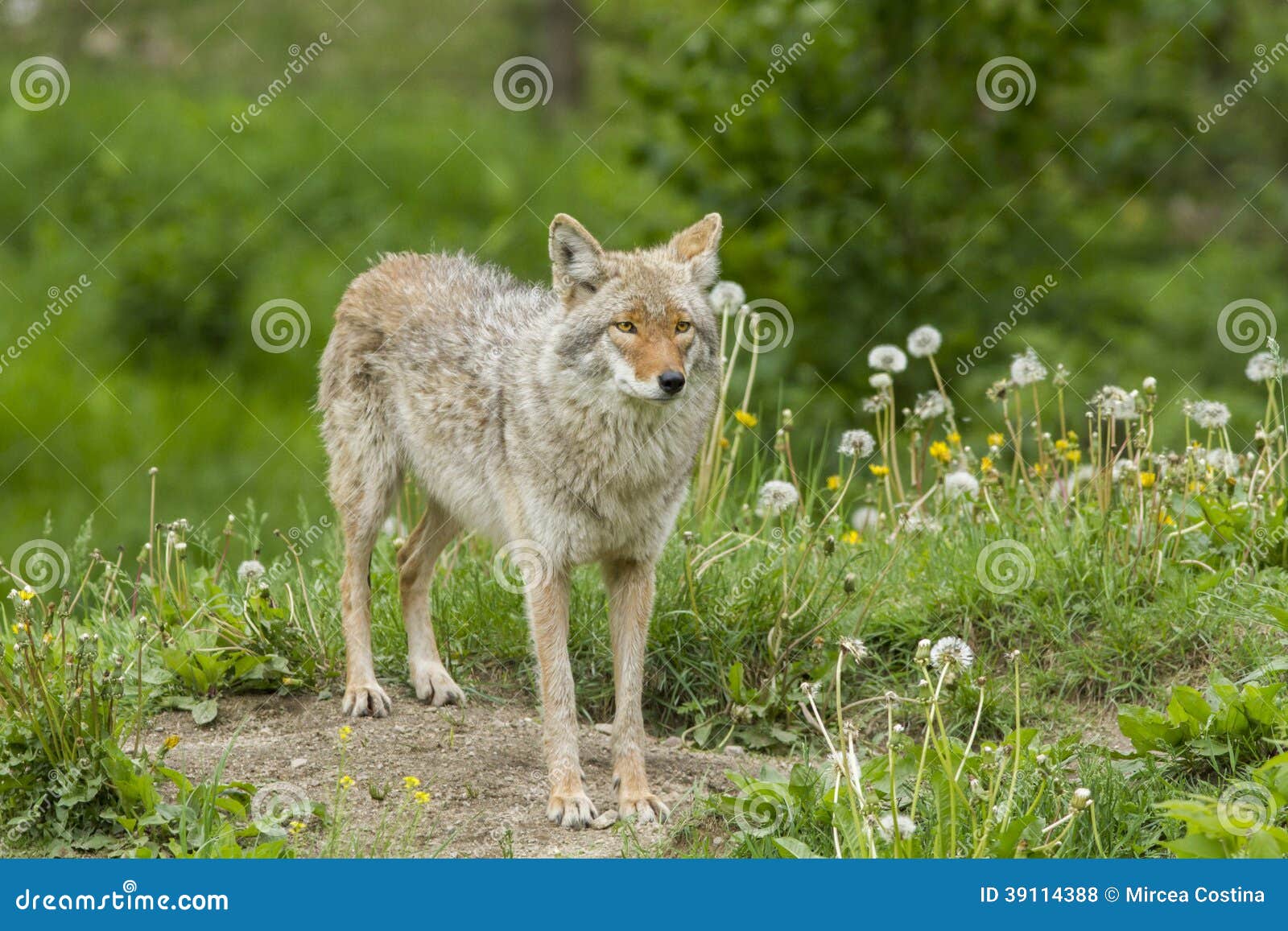 Spring Coyote female stock photo. Image of quebec, observing - 39114388