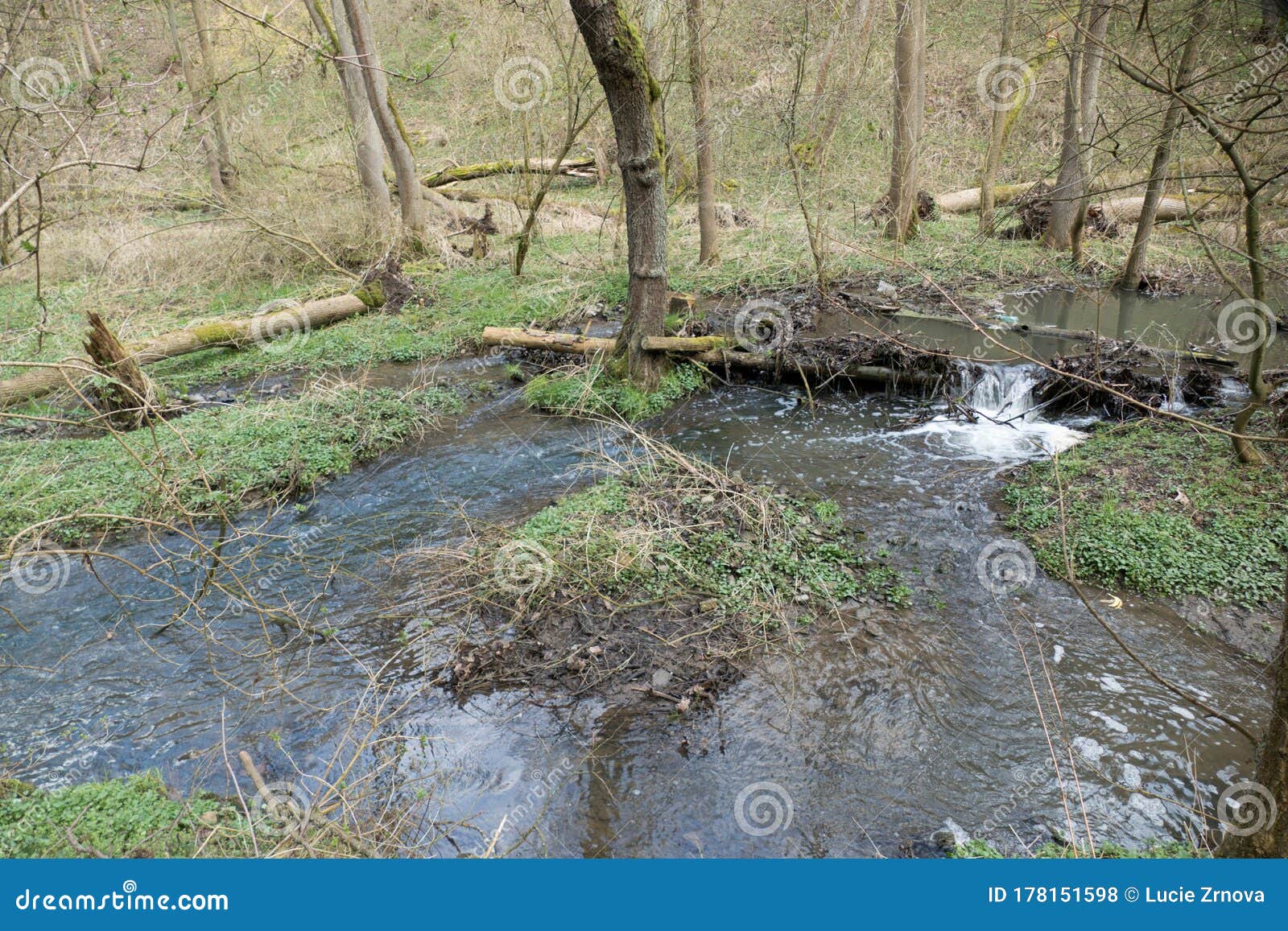 Spring on a Creek in the Forest Stock Photo - Image of river, nature ...
